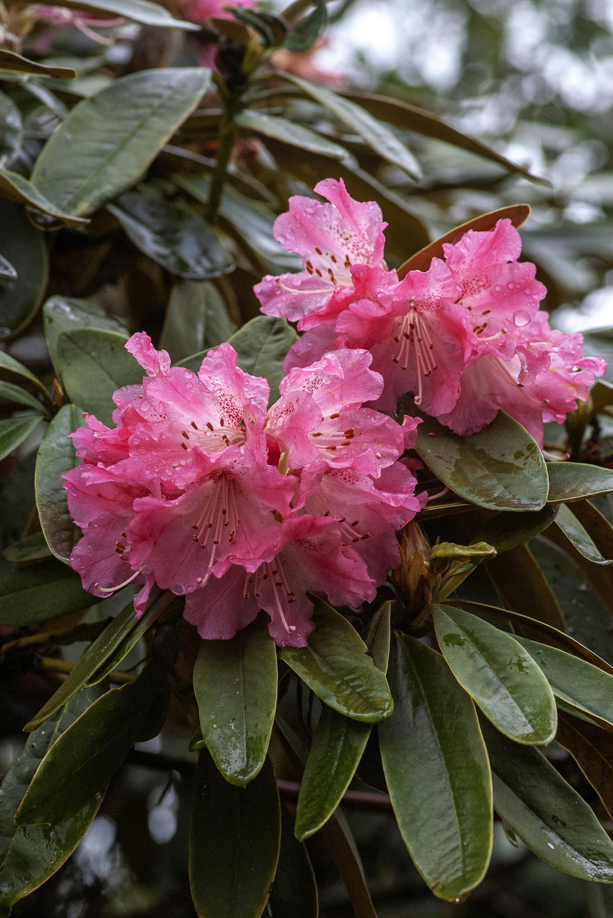 Pink Rhododendron Blossoms in Dew-Cooled Morning