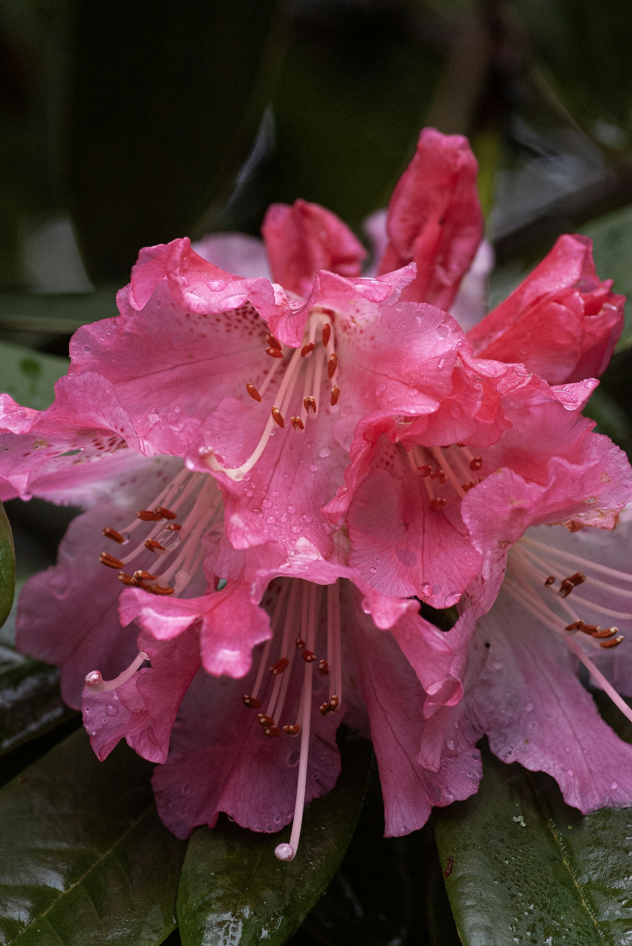 Pink Rhododendron Bloom with Dew-kissed Petals