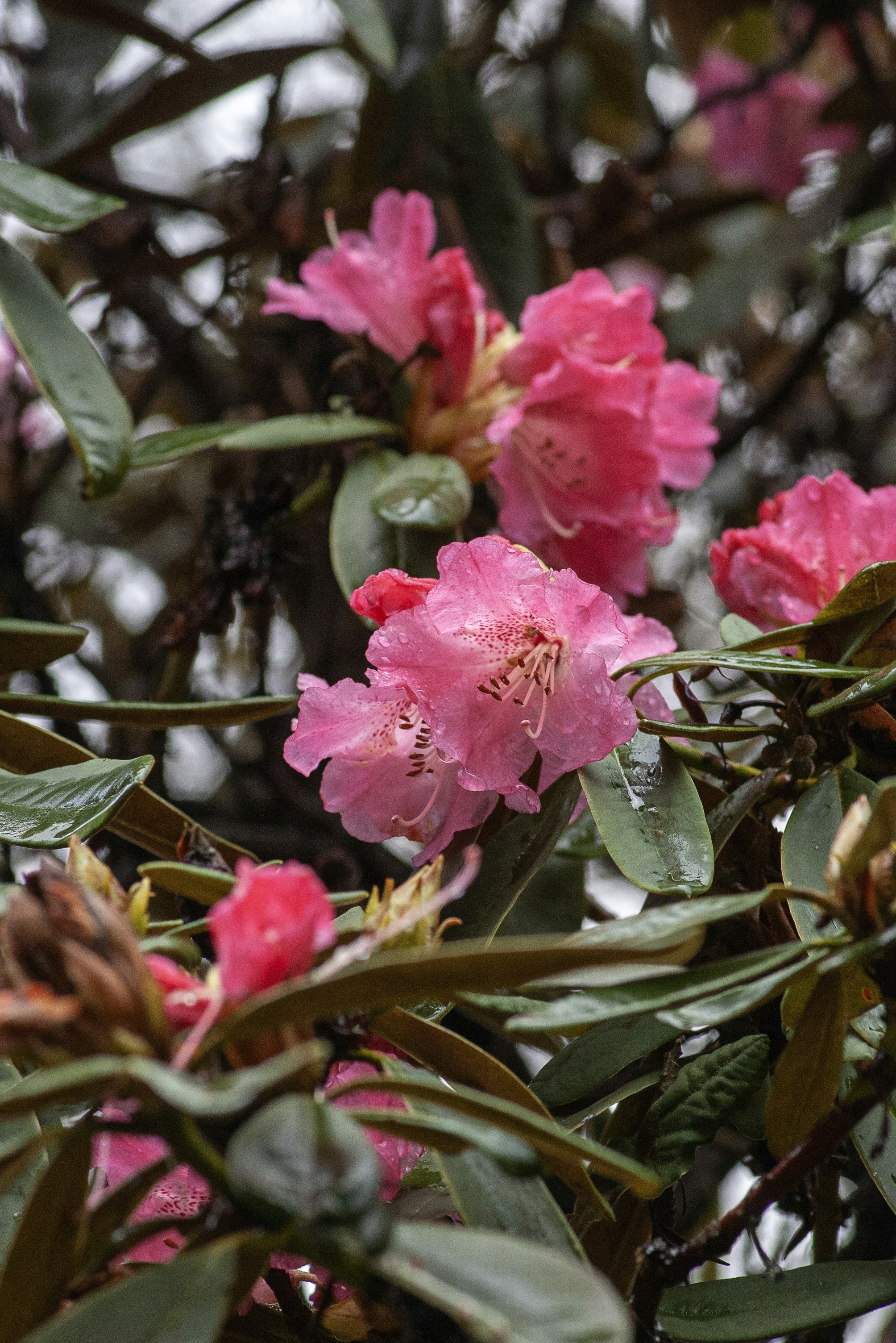 Pink Rhododendron Burst Amid Glossy Leaves