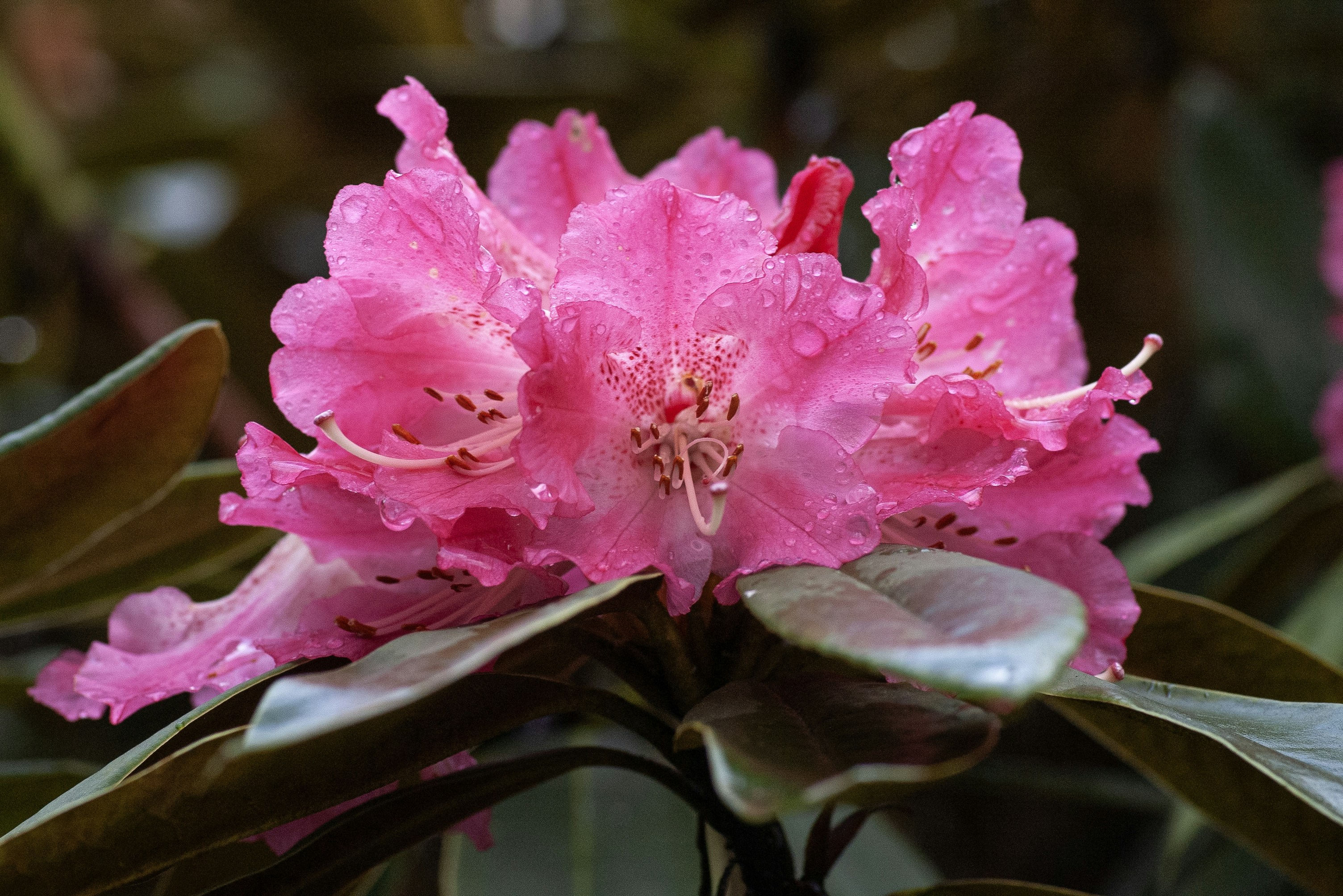 Pink Azalea Bloom: Soft Droplets and Velvet Leaves