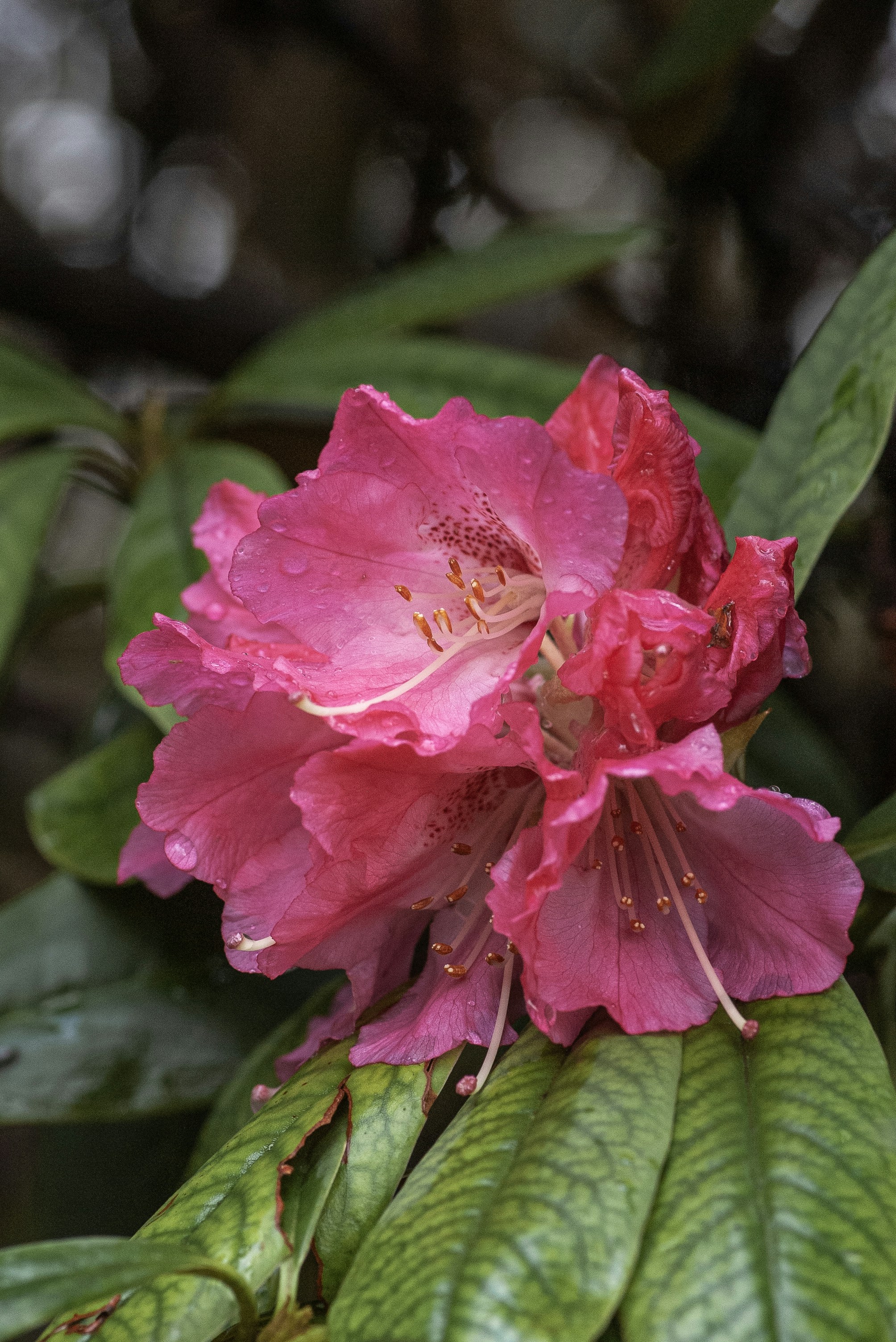Pink Rhododendron Bloom set against glossy green leaves