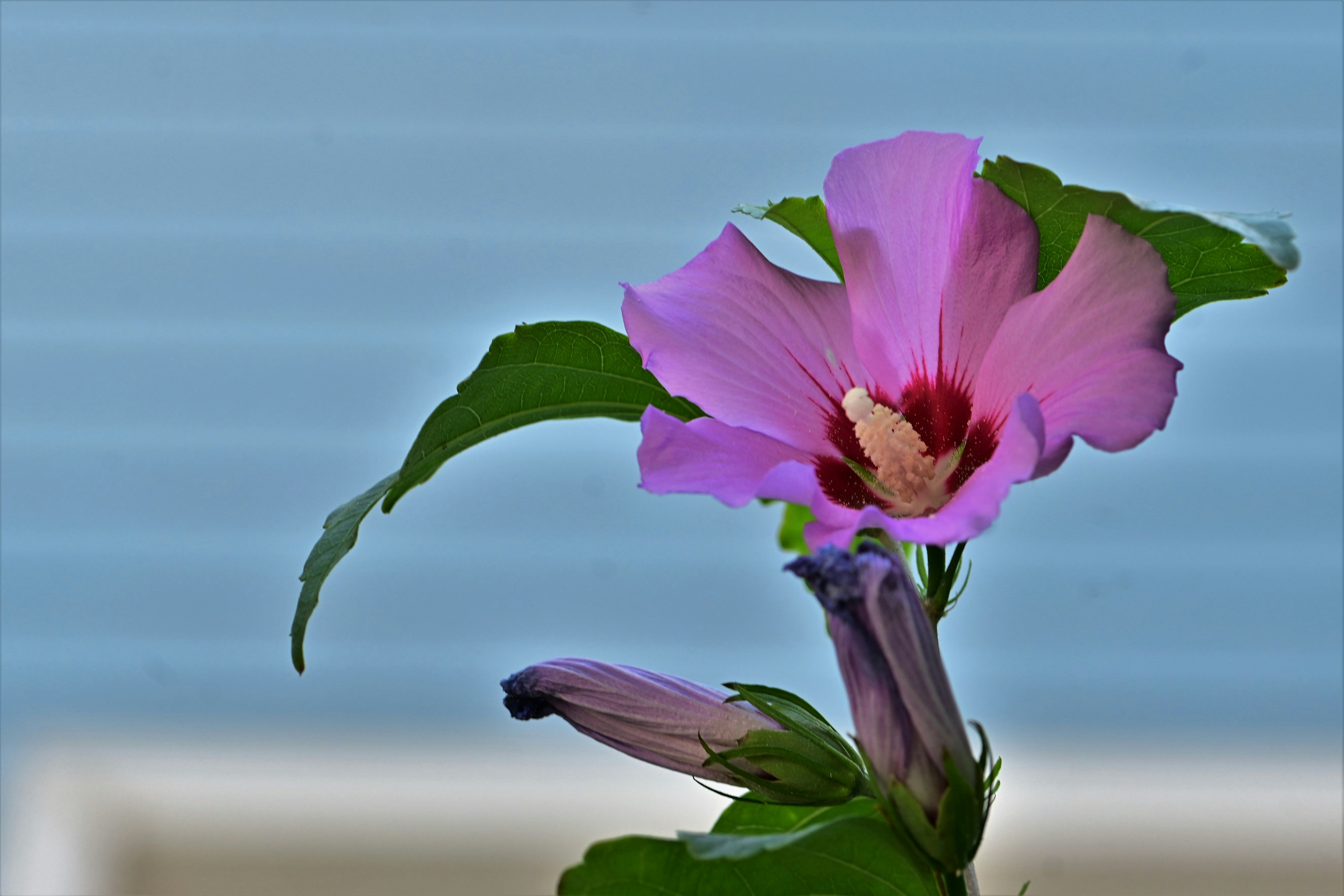 Pink hibiscus in bloom against a soft blue backdrop