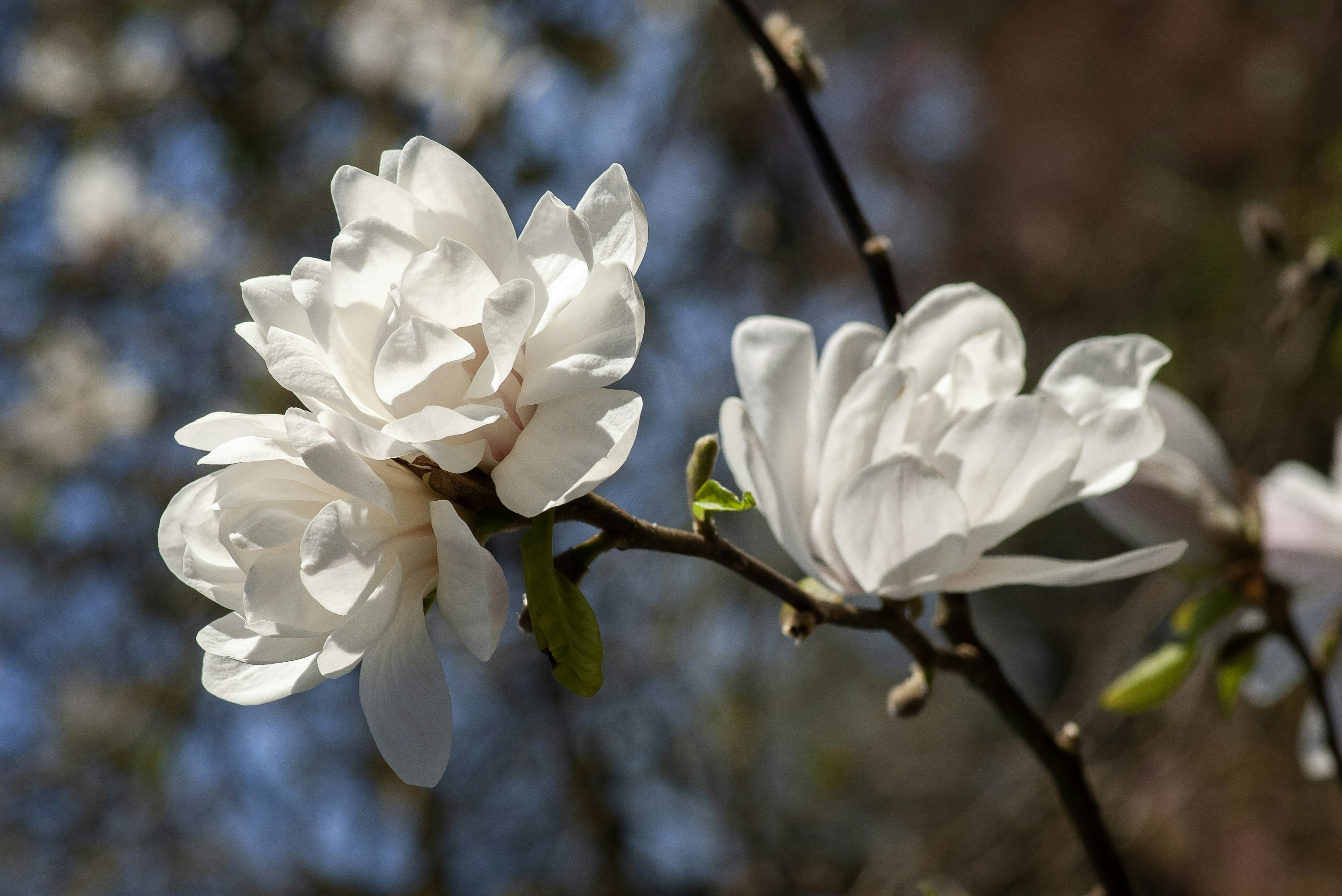 White Magnolia Blossom Basked in Spring Sunlight