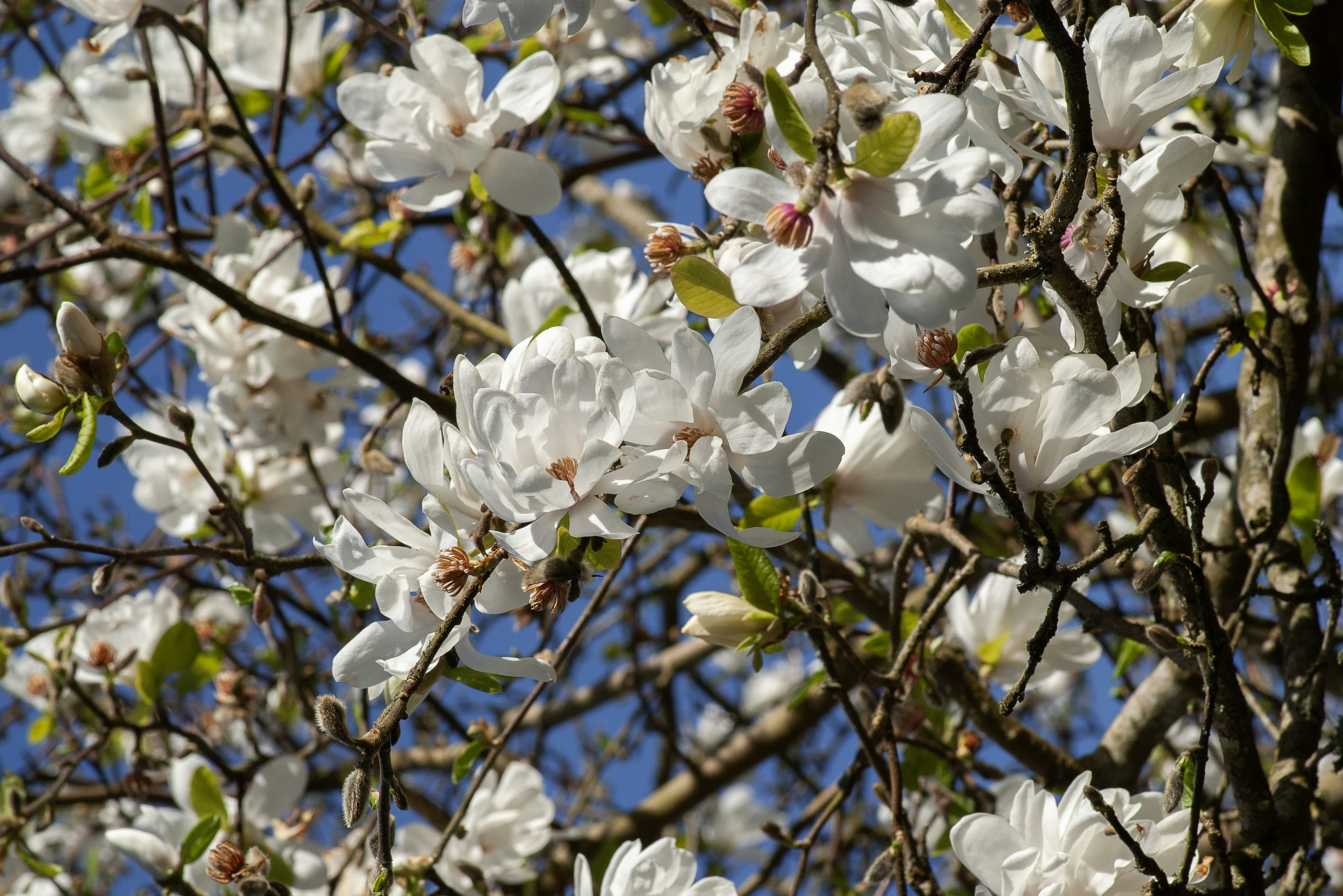 Blossoms Across a Spring Blue Sky