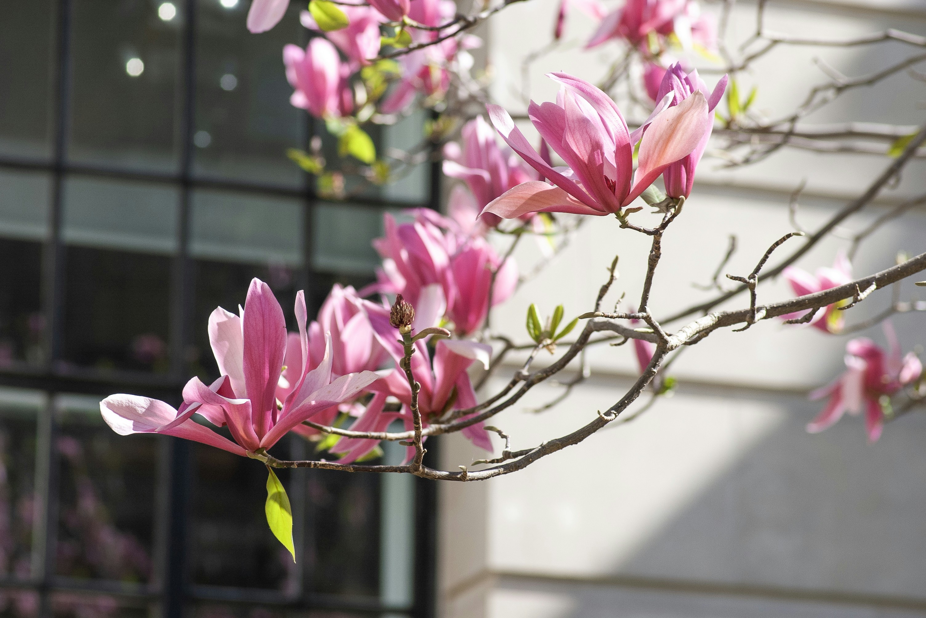 Pink magnolia blossoms reach toward a sunlit urban window