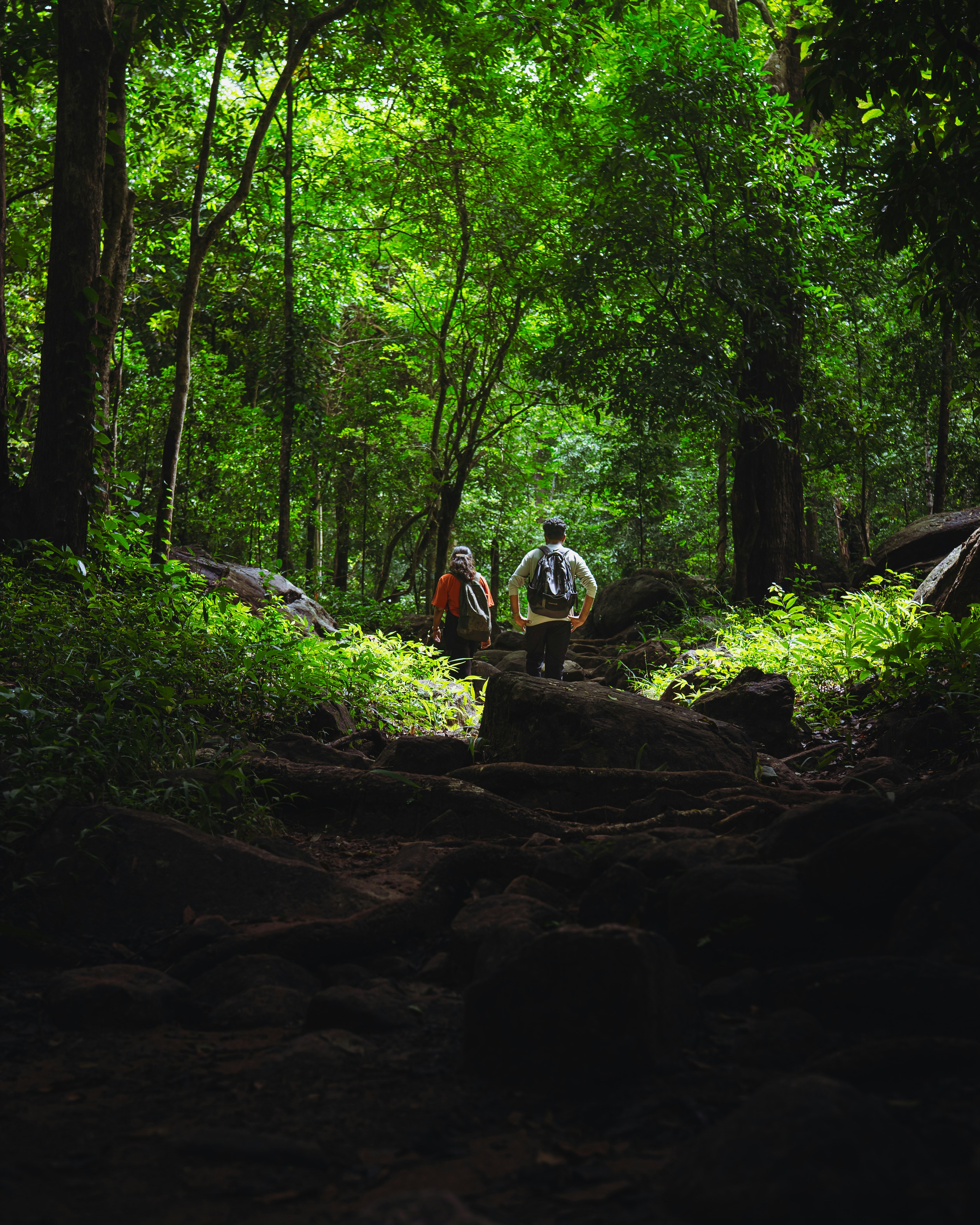 Two hikers rediscover a forest trail beneath a cathedral of green