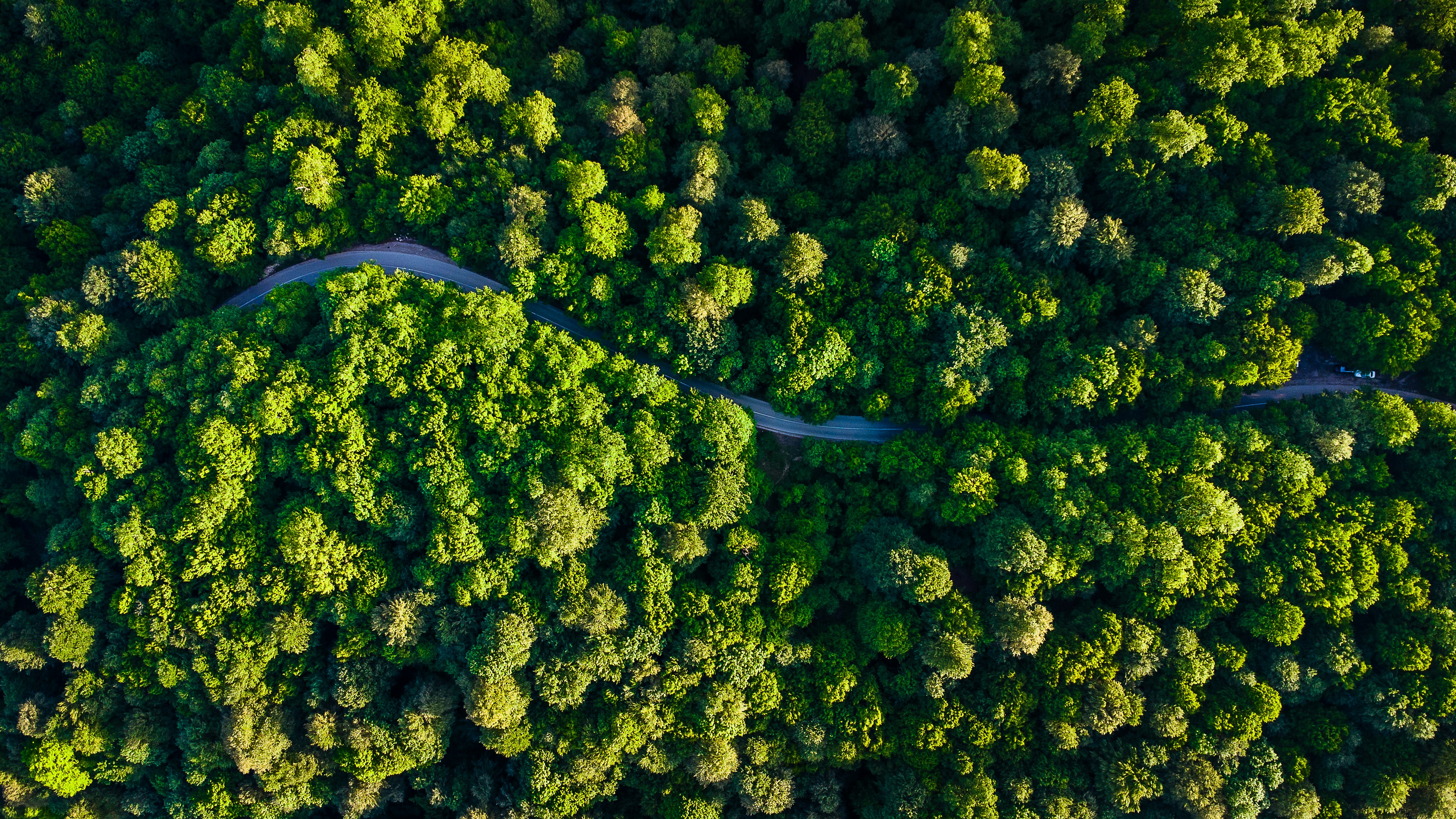 Forest Ribbon: Aerial Highway Winding Through Green Canopy