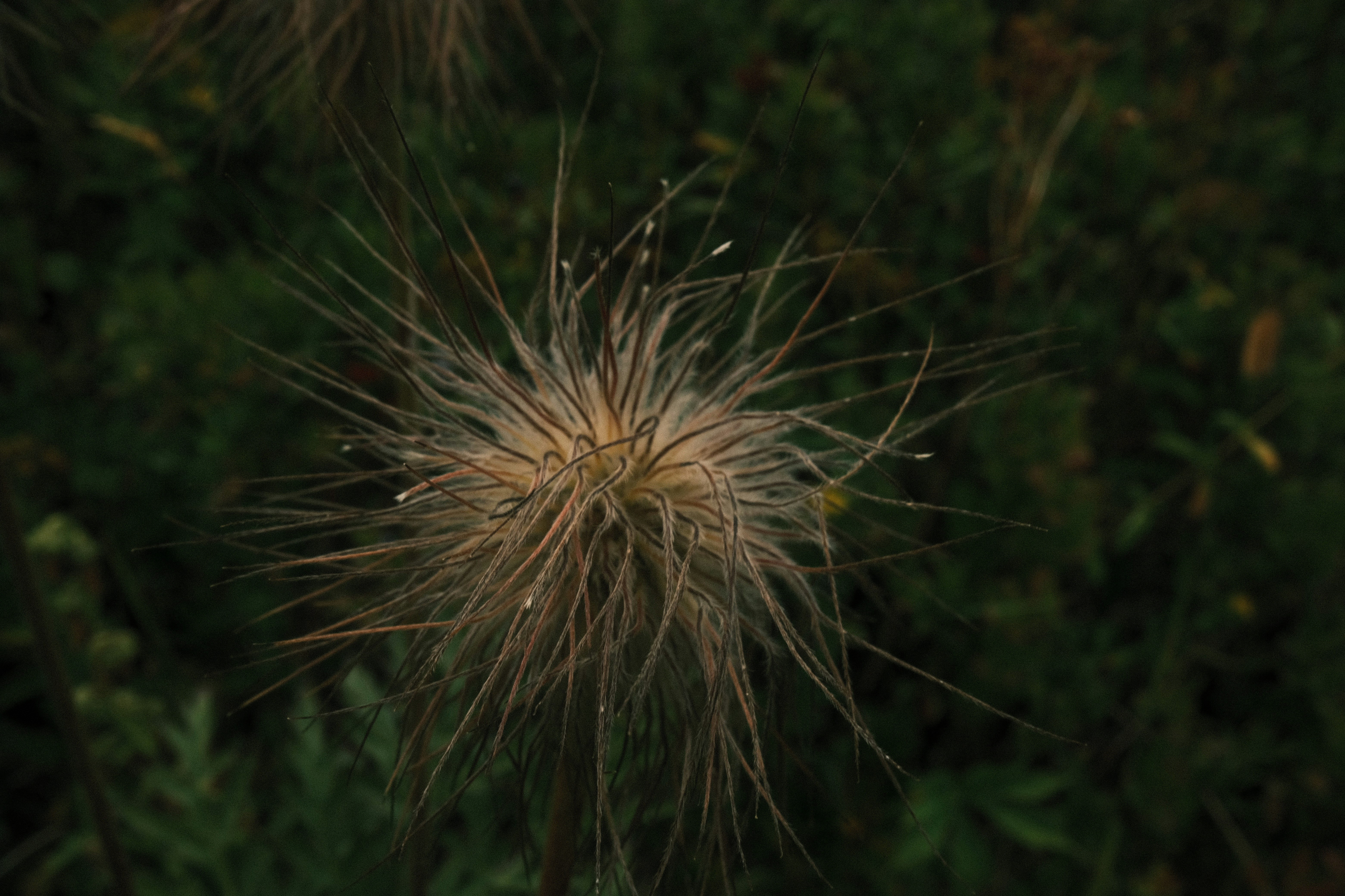 Radiant Seedhead in a Shadowed Meadow