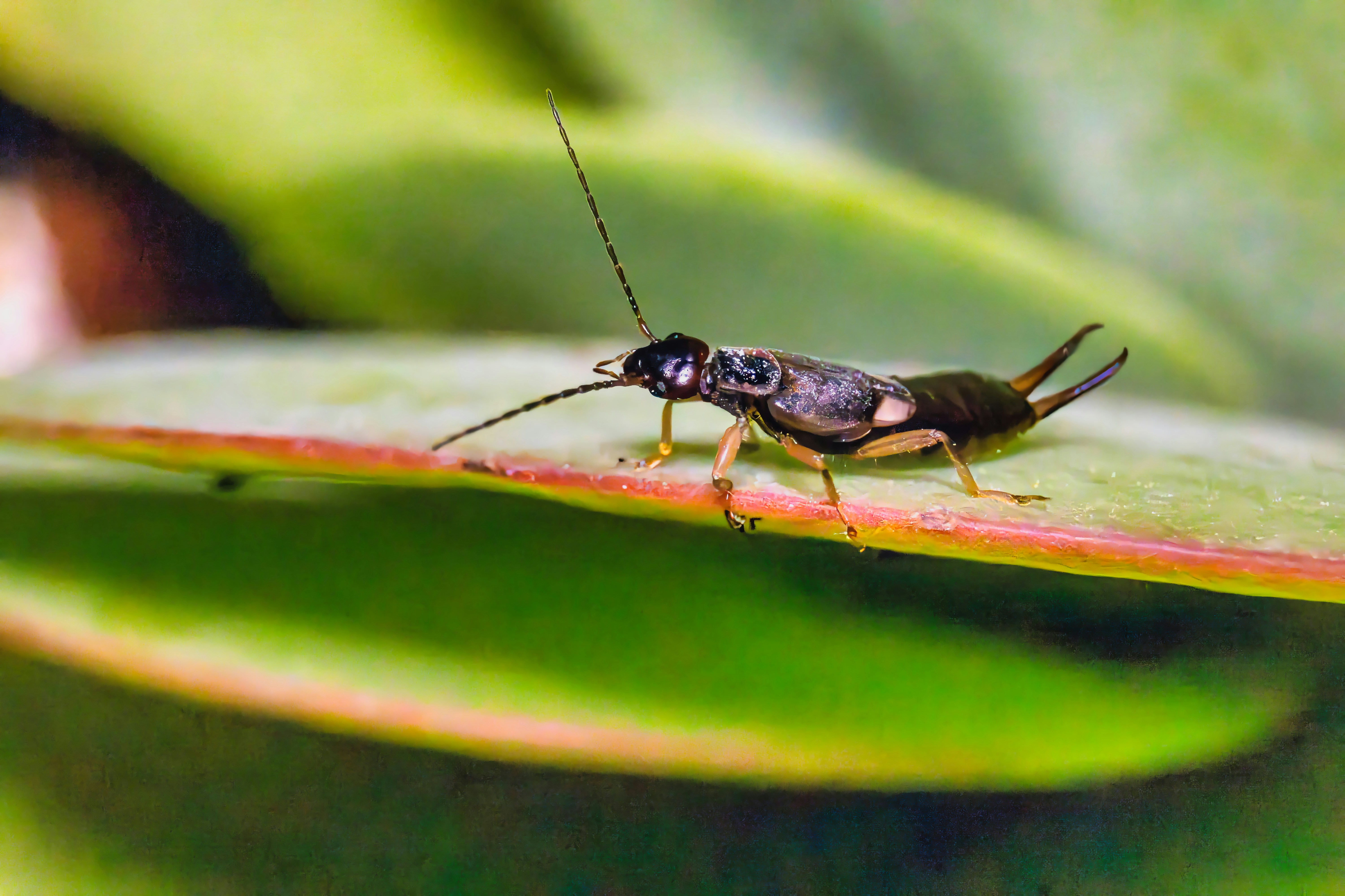 Tiny Predator on a Leaf: A Close-Up of an Insect’s Moment on Green