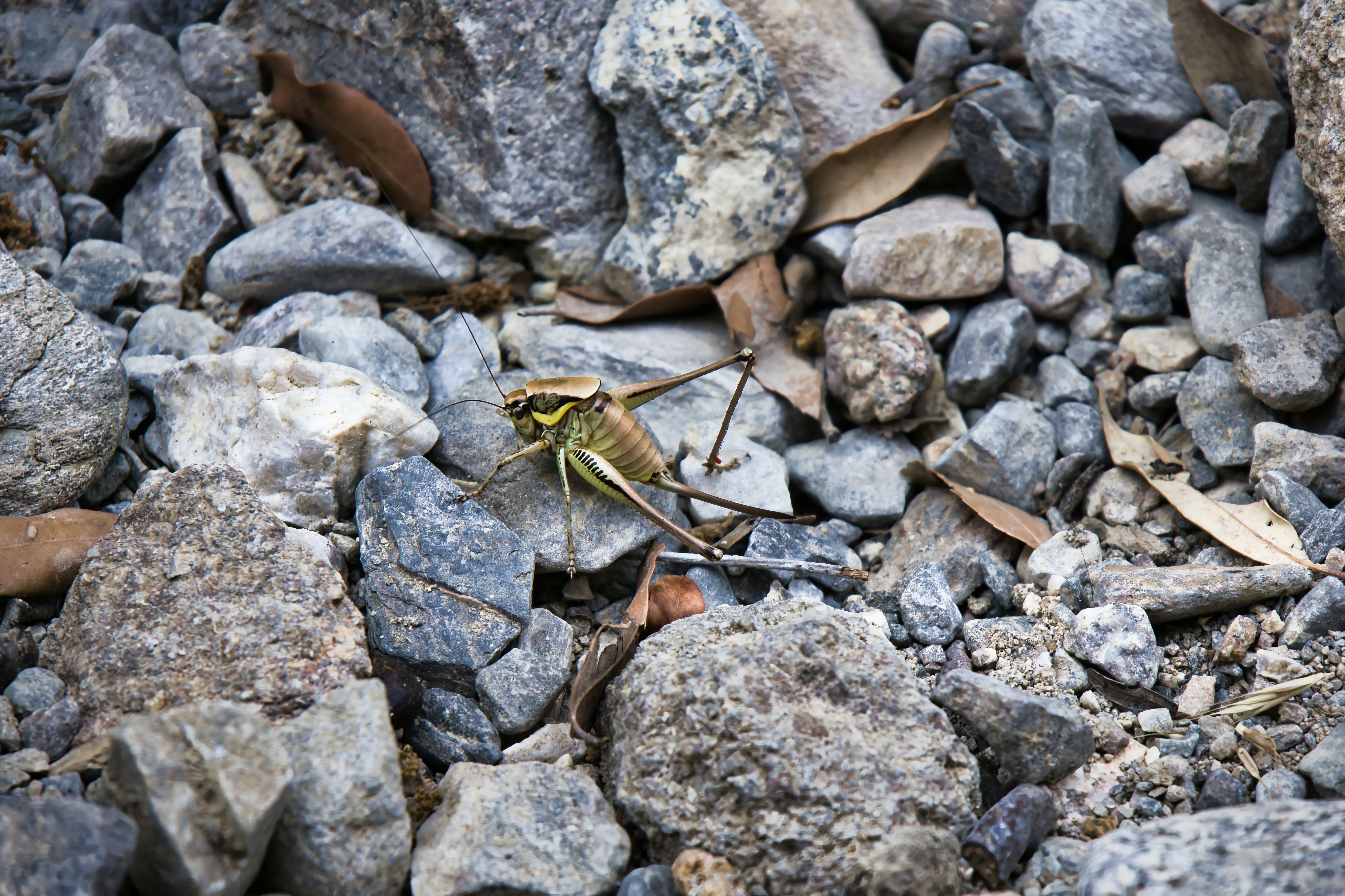 Desert-hued Grasshopper Among Pebbles