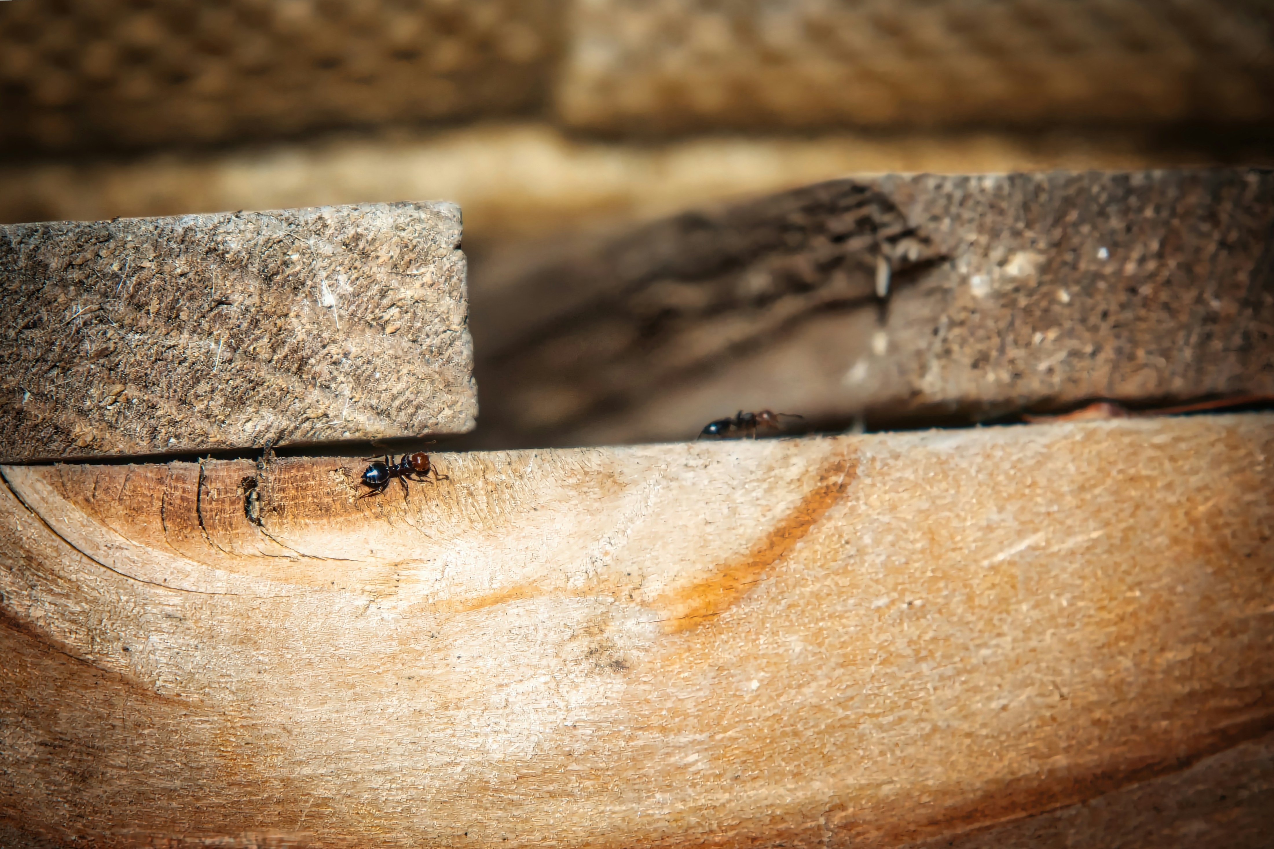 Ant in the Grain: A Tiny Life on Weathered Wood