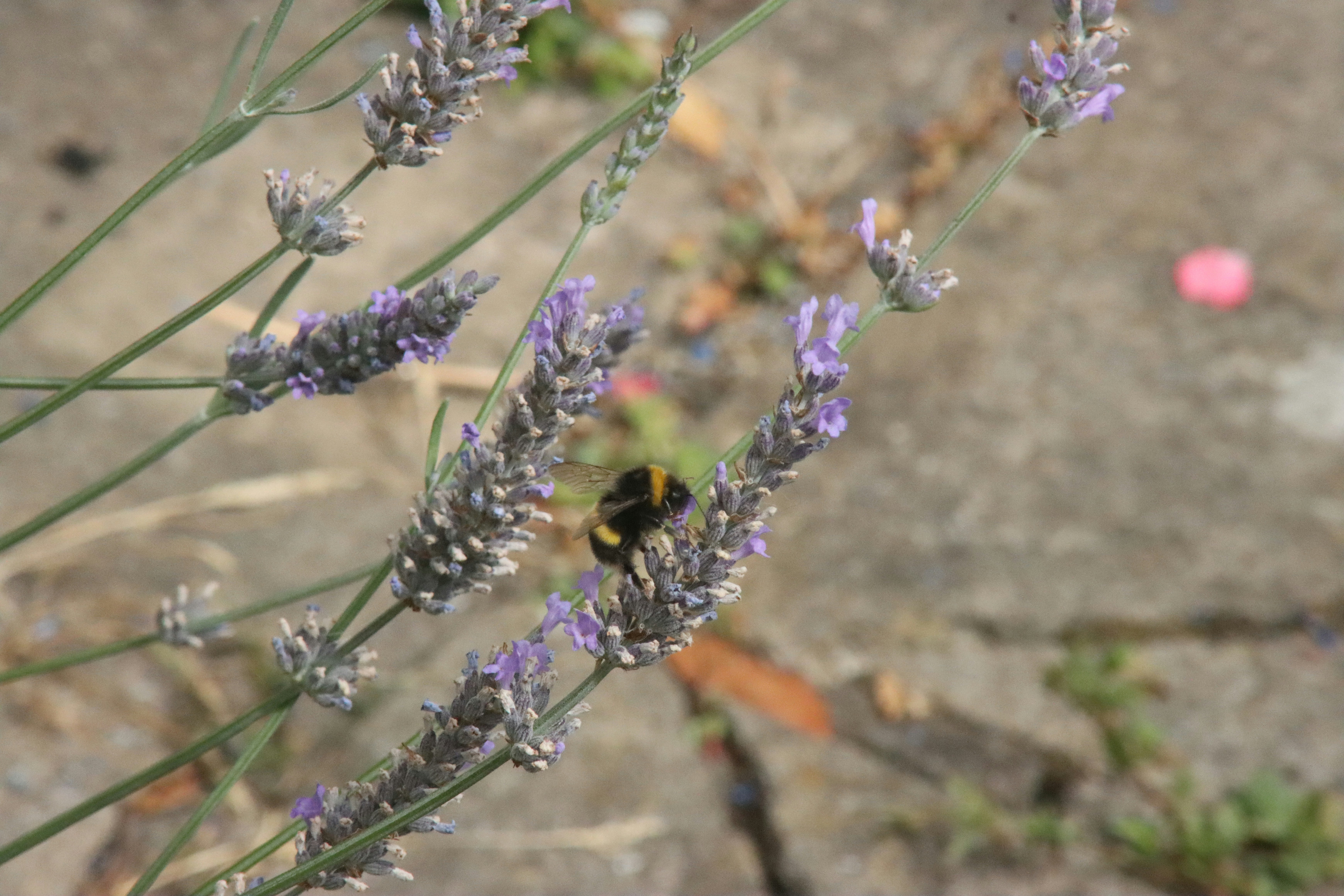 Bumblebee on Lavender Spires
