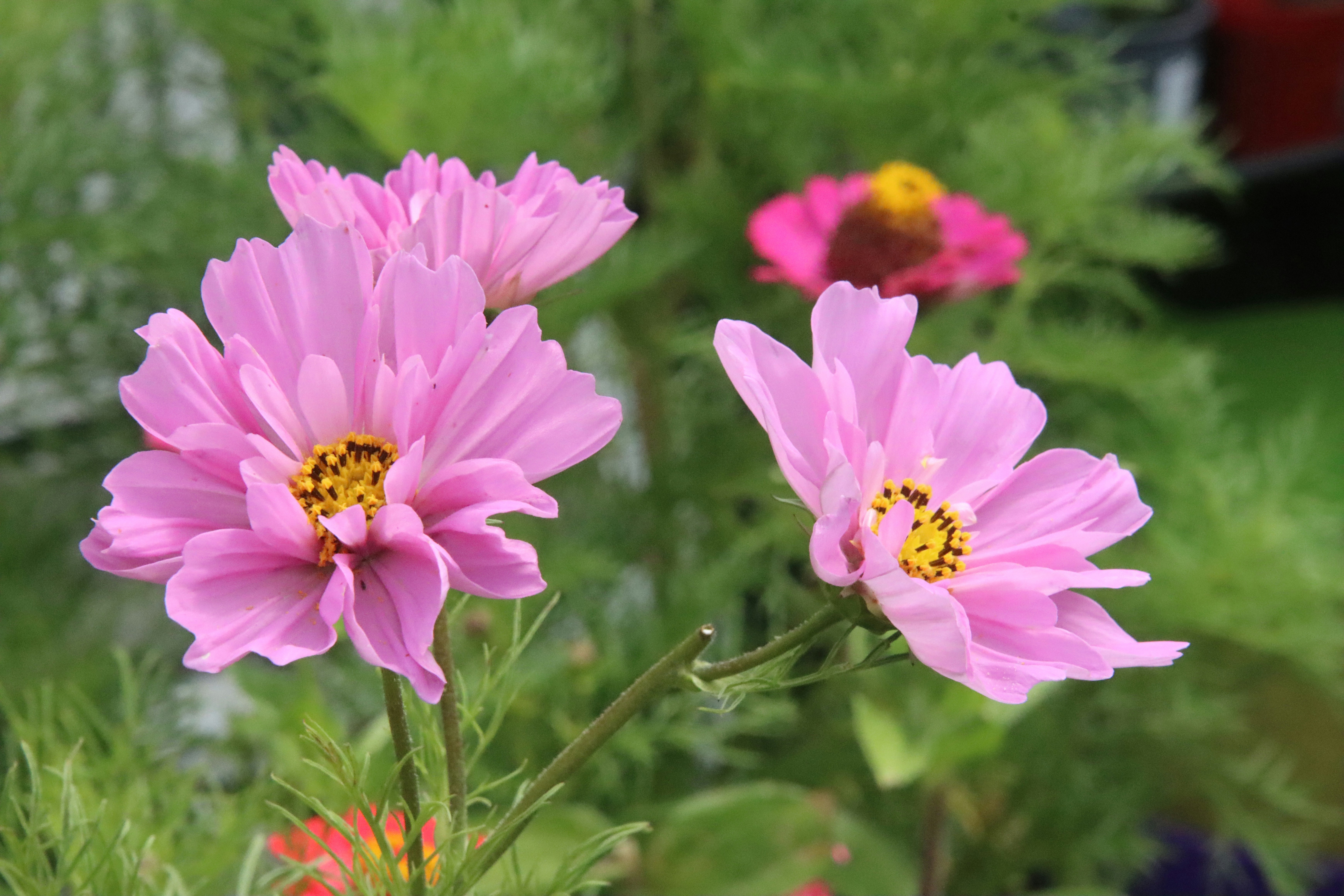 Pink Cosmos in Soft Focus Garden Bloom