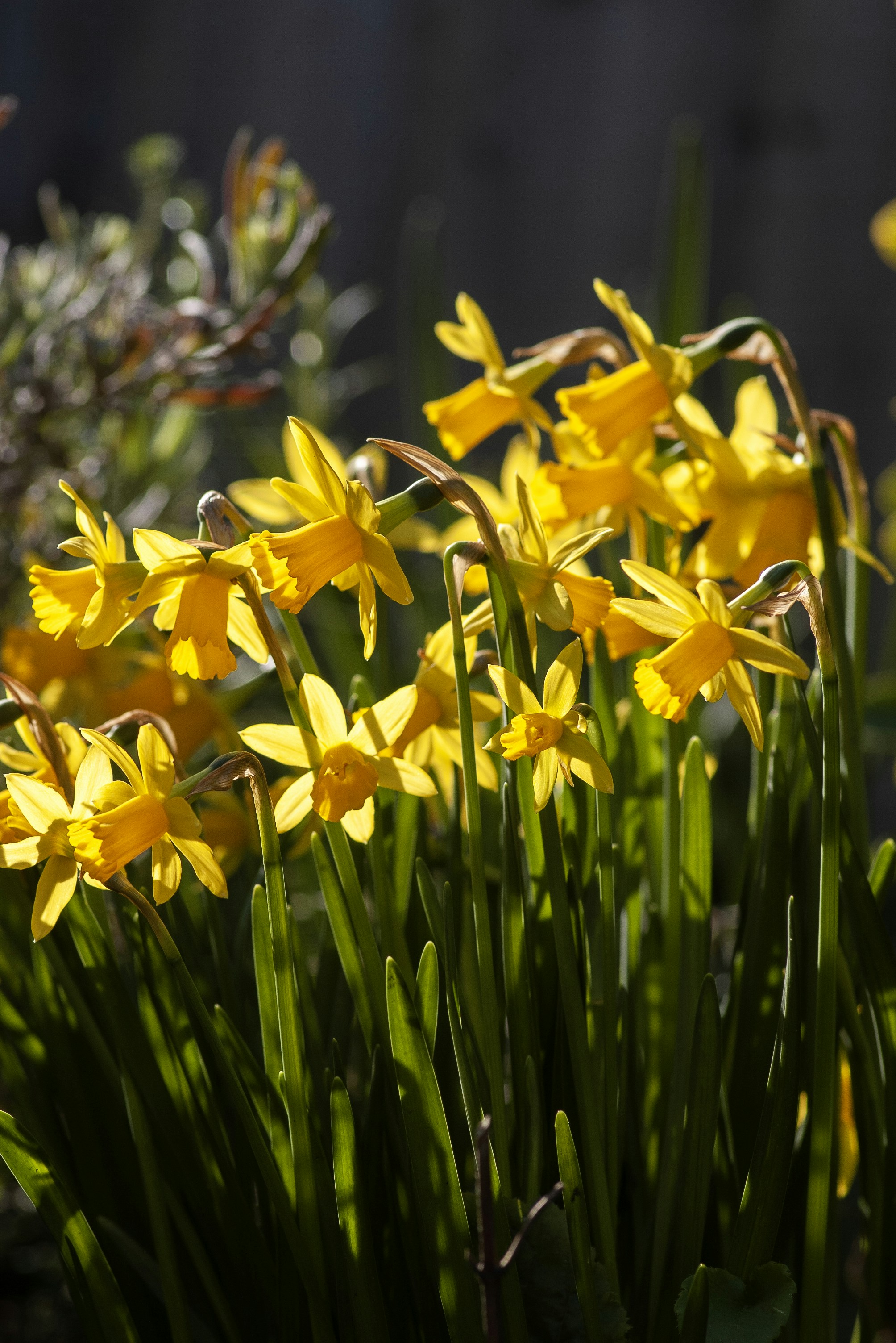 Sunlit Daffodils: A Brimming Border of Golden Spikes