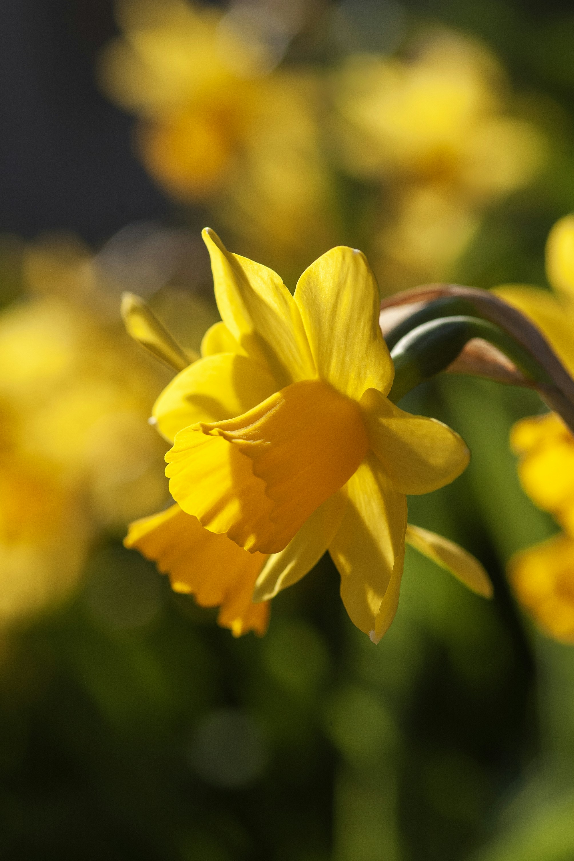 Yellow Narcissus in Soft Focus Crescent