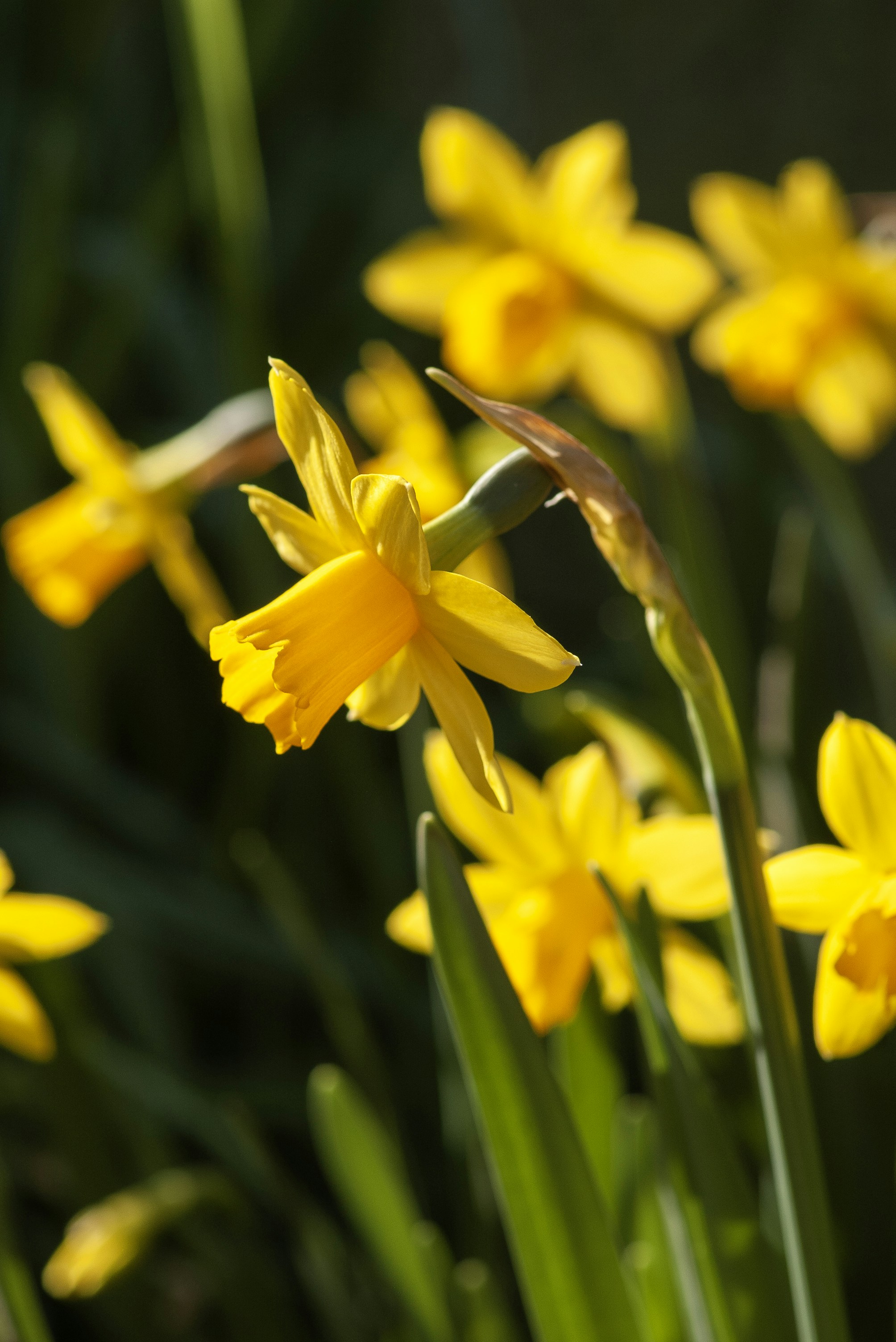 Golden Daffodils in Soft Focus Field