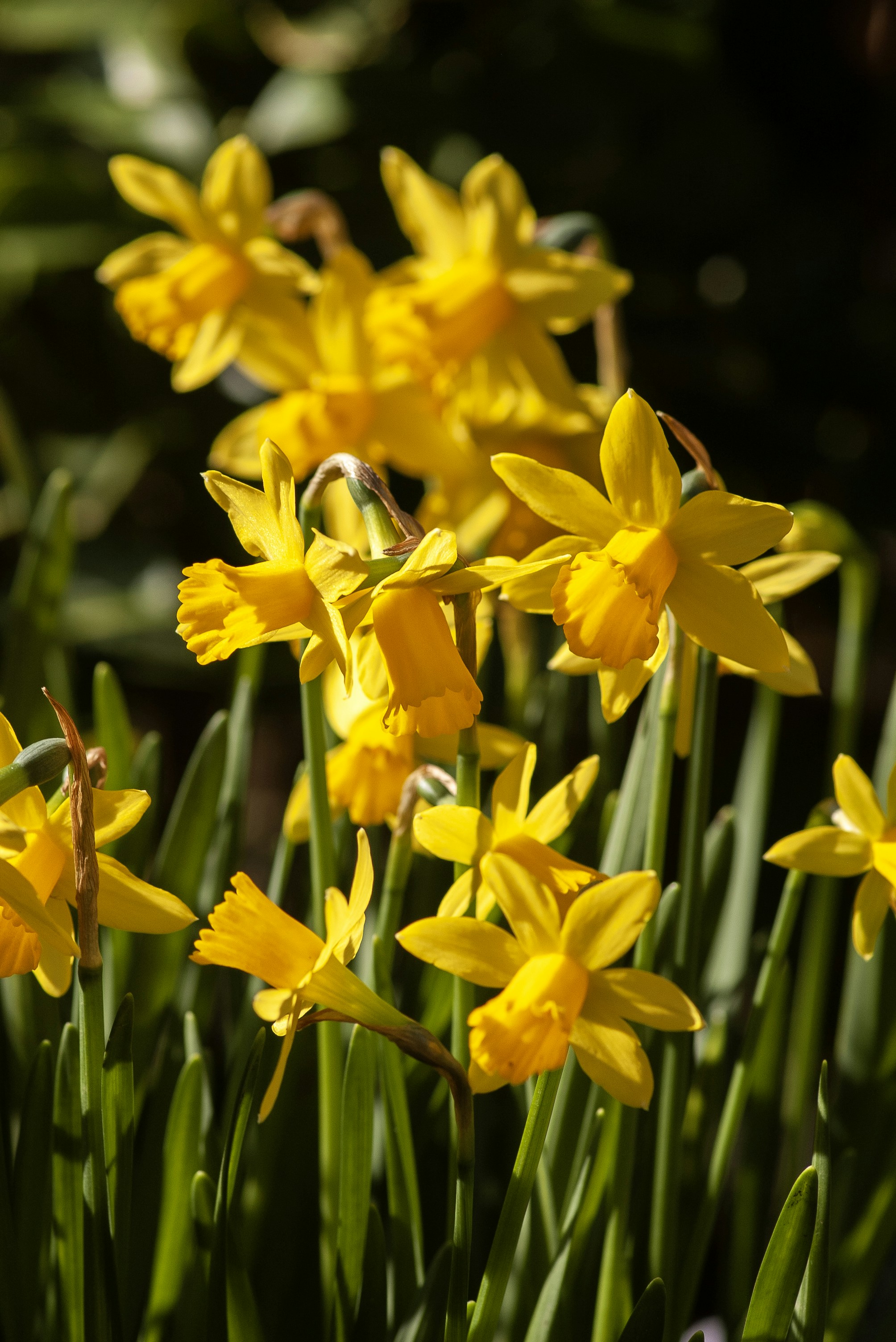 Sunlit Daffodils: Golden Pleats of Spring
