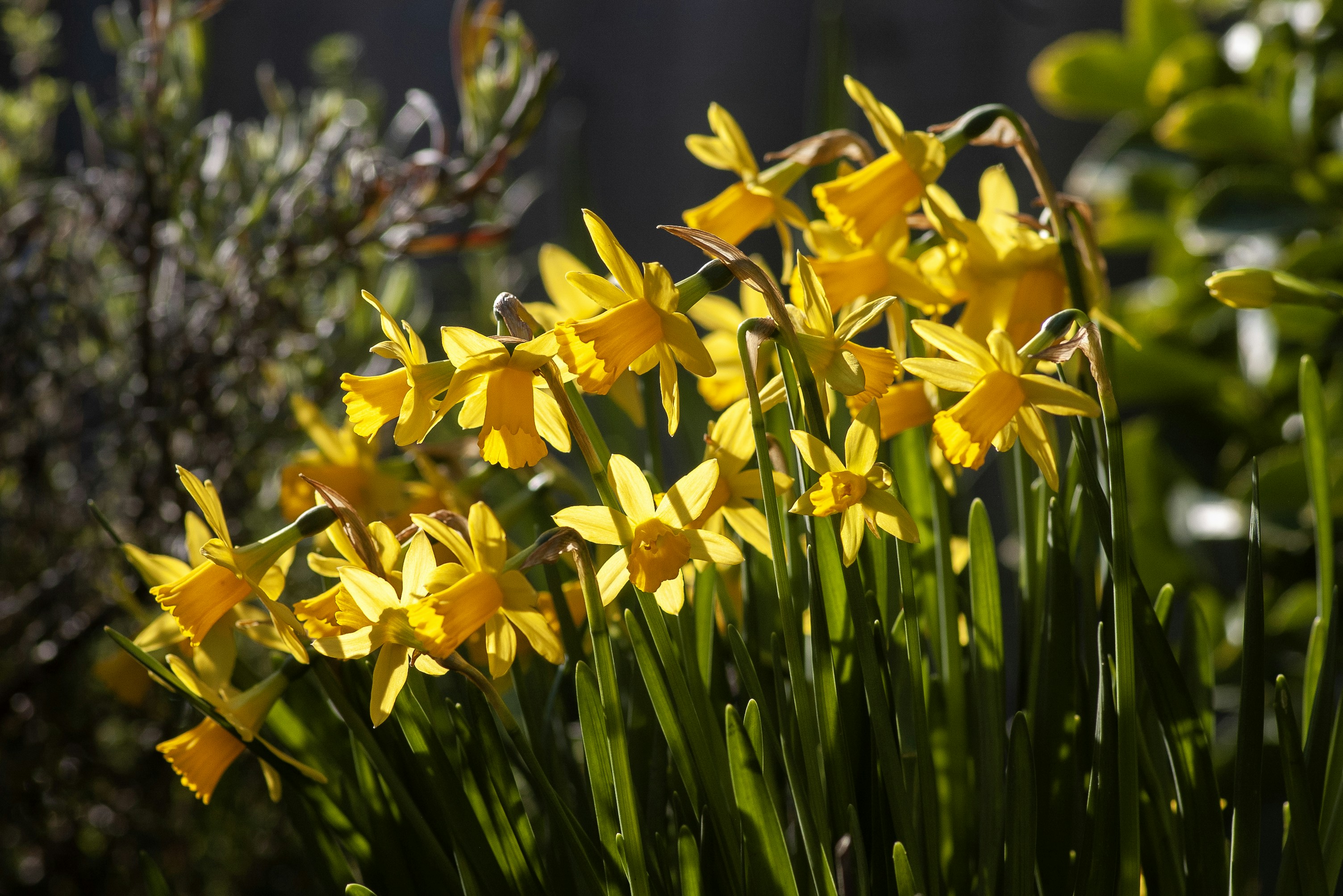 Sunlit Yellow Narcissus: Bright Clusters in a Garden Wake