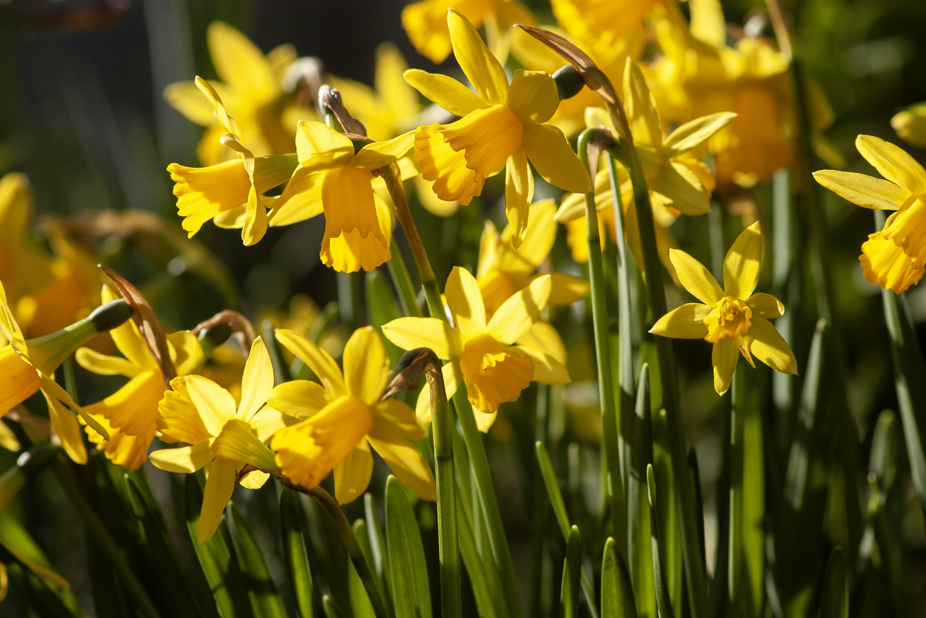 Sunlit Narcissus Field: Golden Petals in Focus