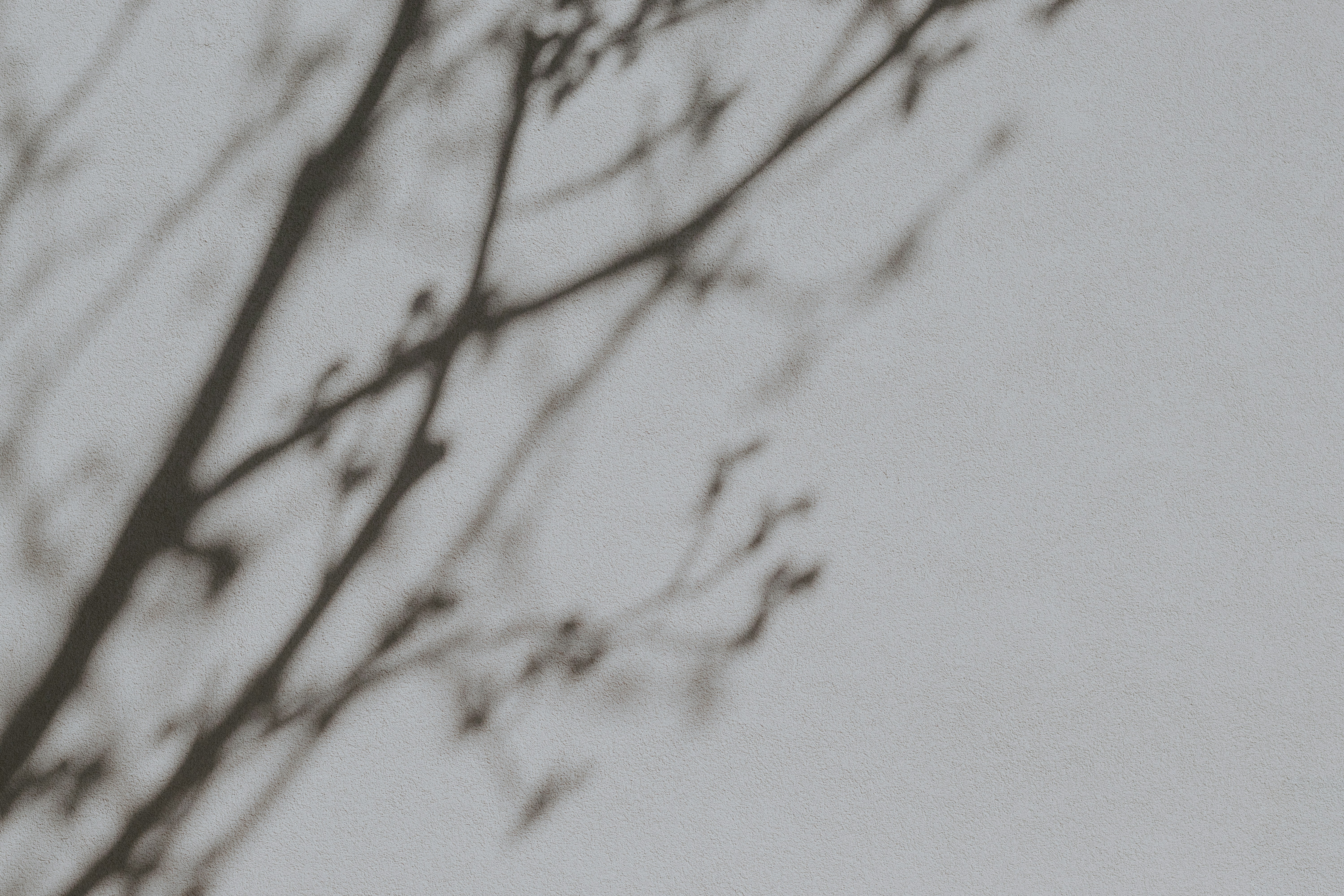 Minimalist, pale-toned branch silhouette with soft, out-of-focus background; a logo-like negative space impression.