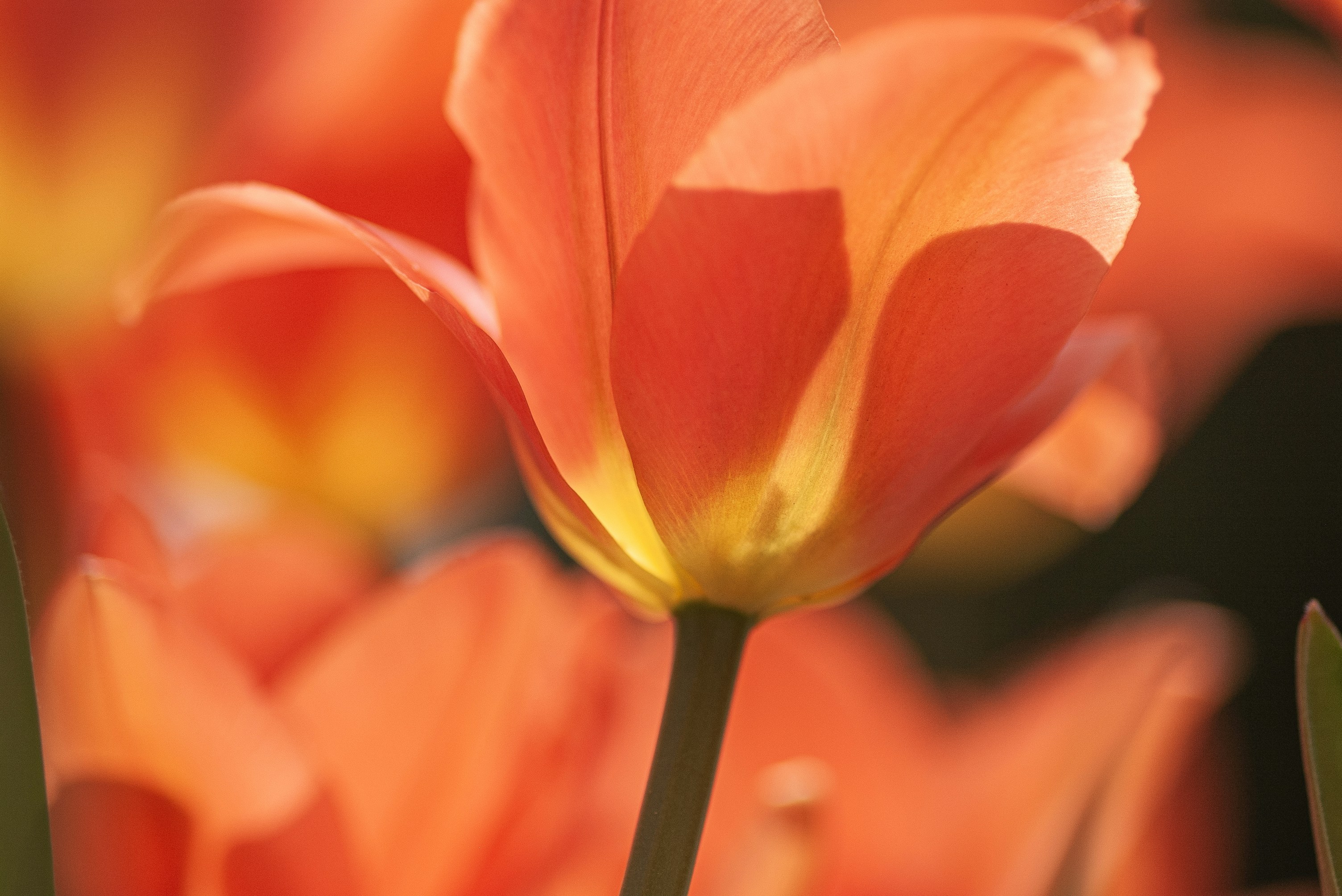 Sunlit Tulip Between Blurred Warmth