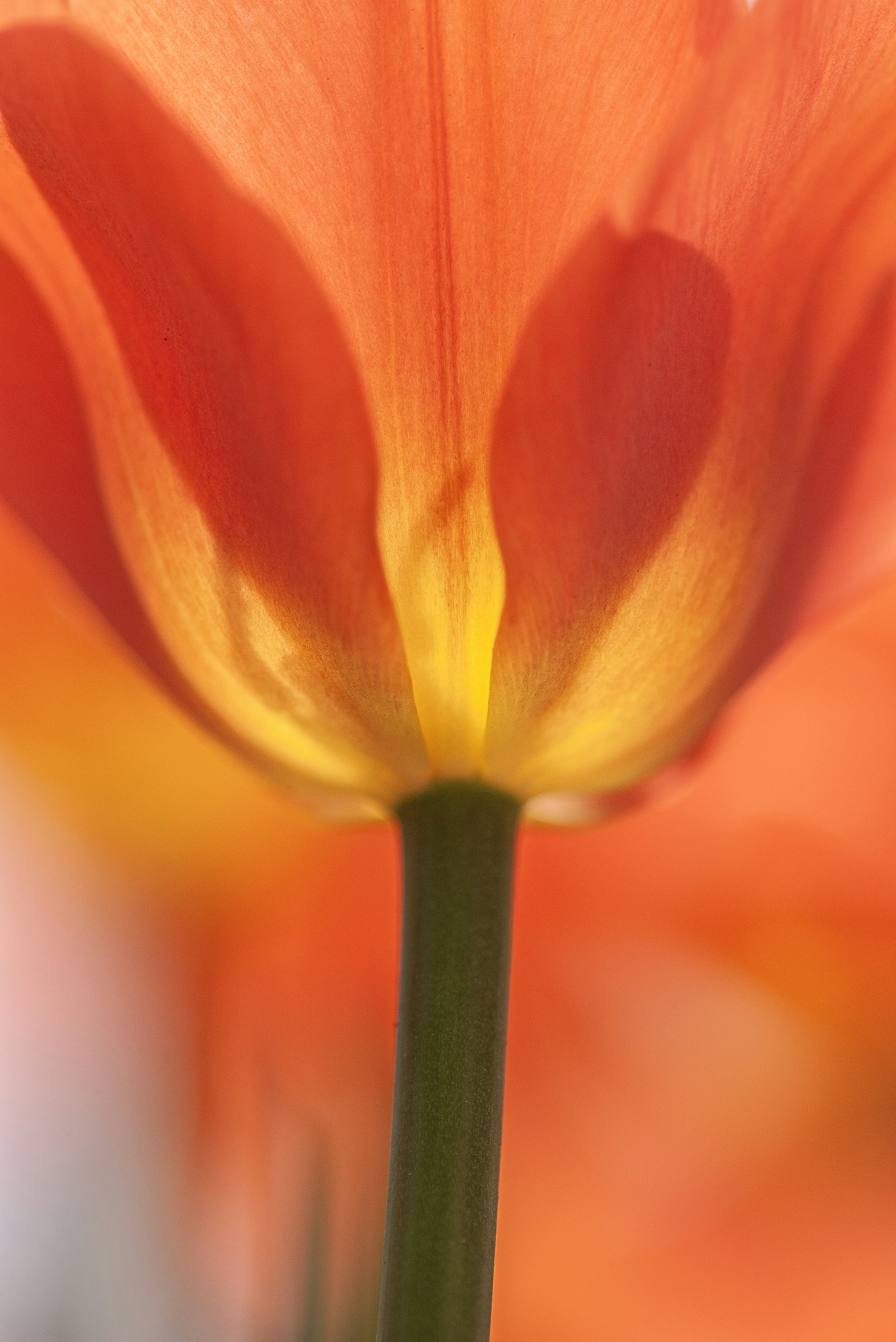 Macro Tulip Stamen: Orange Petals Framing a Central Green Stem