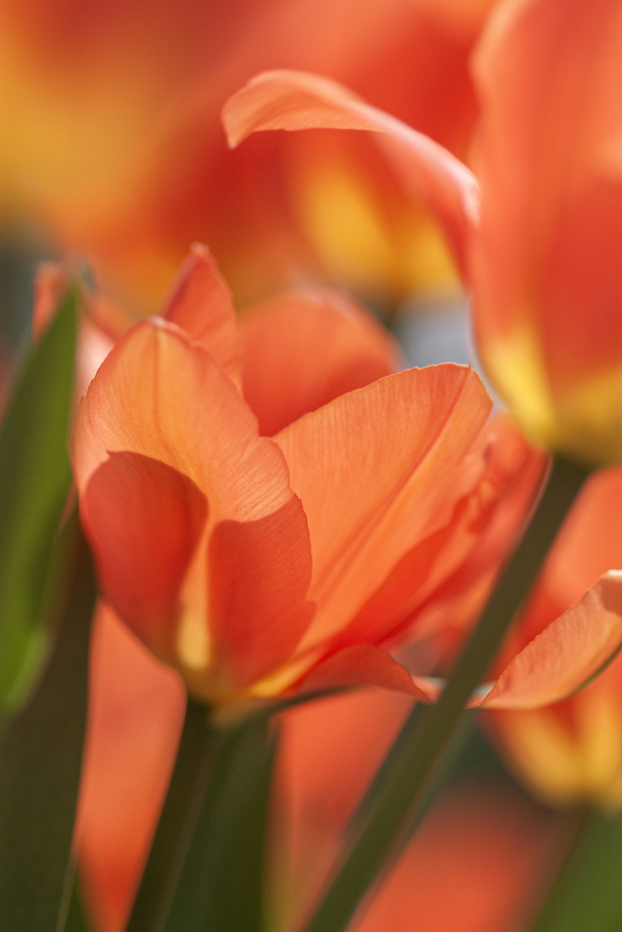 Vibrant orange-red tulips in soft focus under sunlight.