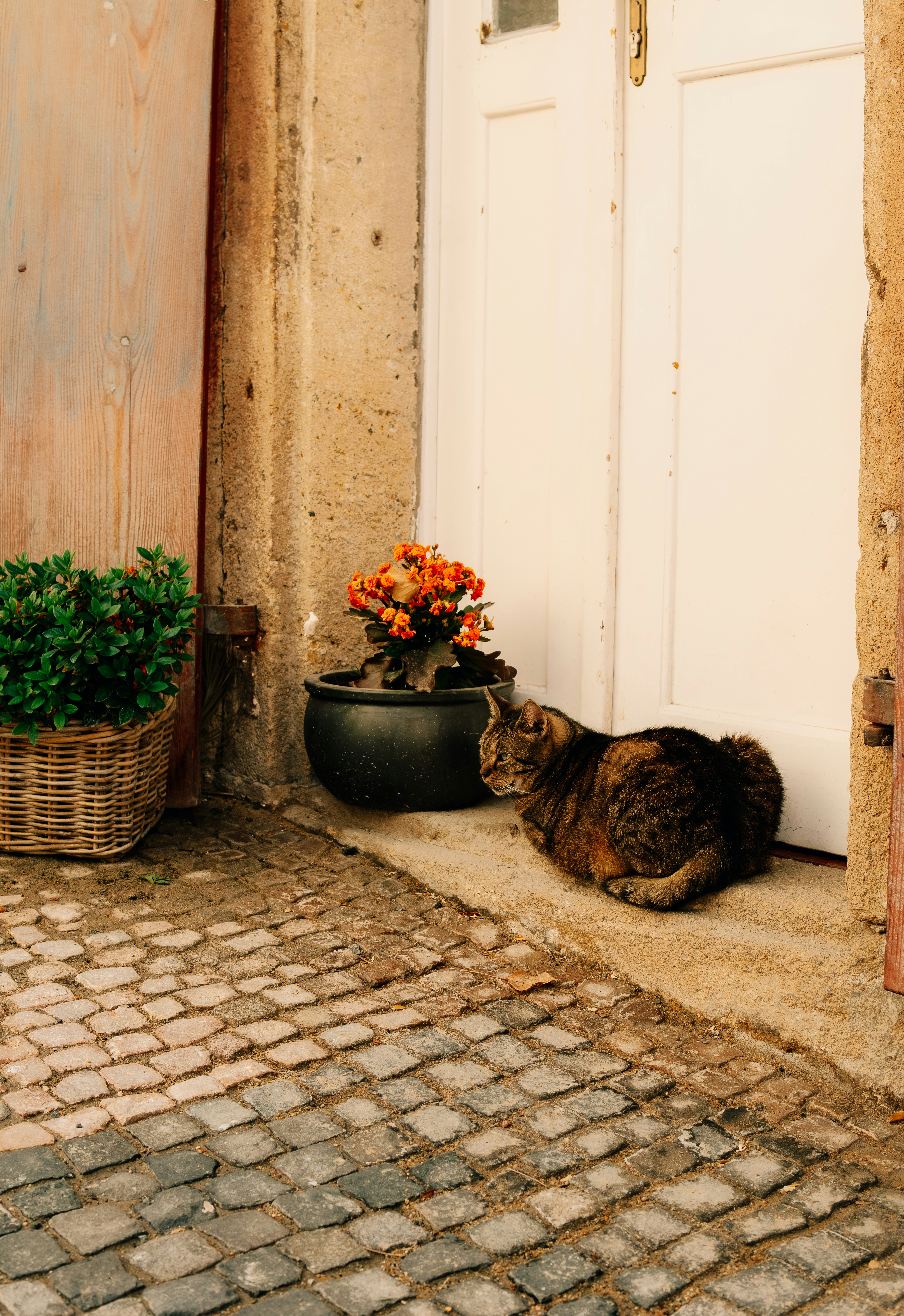 Cat at the Doorway: Quiet Comfort by the Blooming Pot