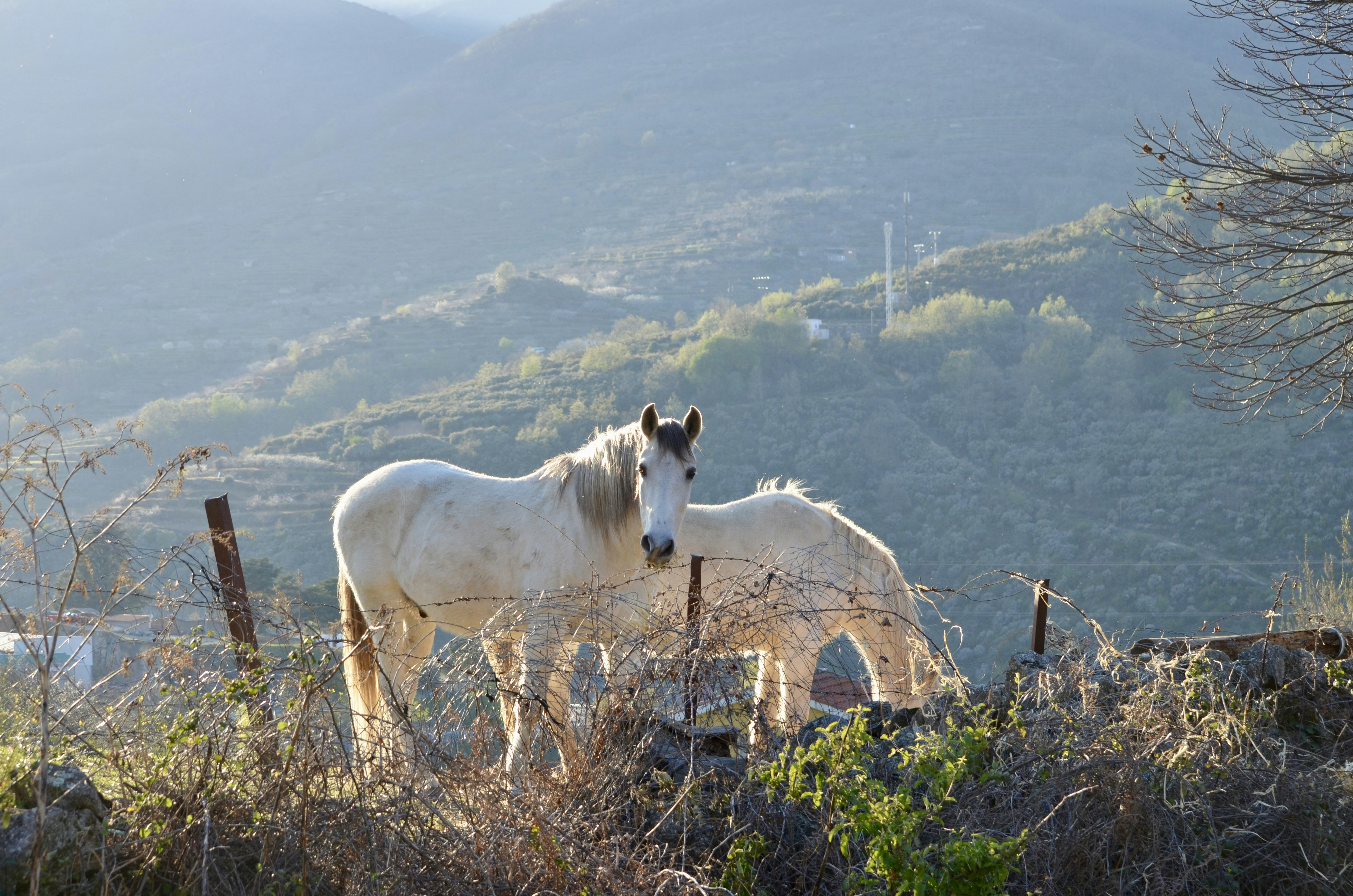 Pasture Sentinel: A White Horse Pauses Along the Ridge