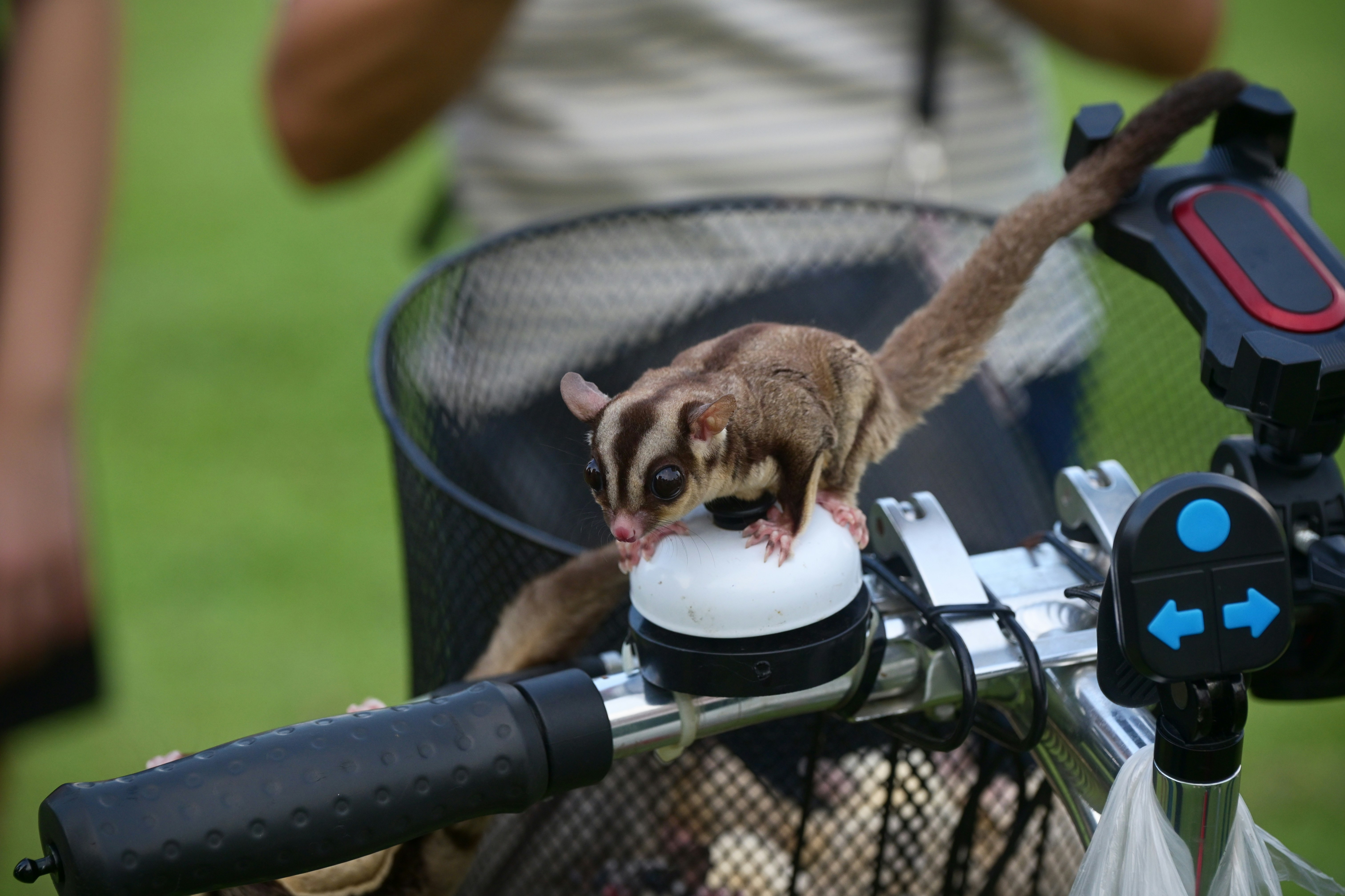 Nutty Pilot: Squirrel Takes a Snack Break on a Bicycle Bar