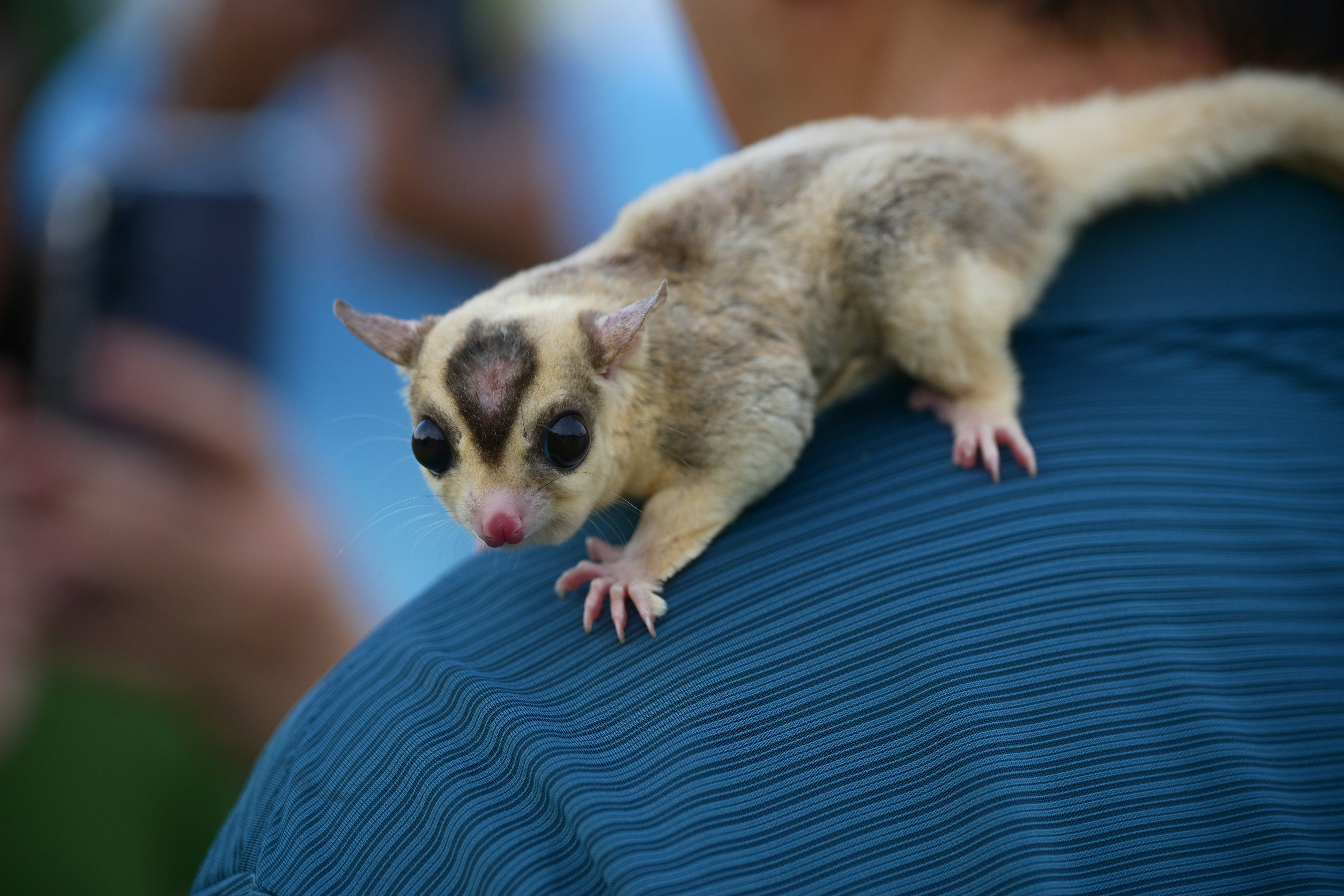 Tiny Sugar Glider On a Blue Landscape