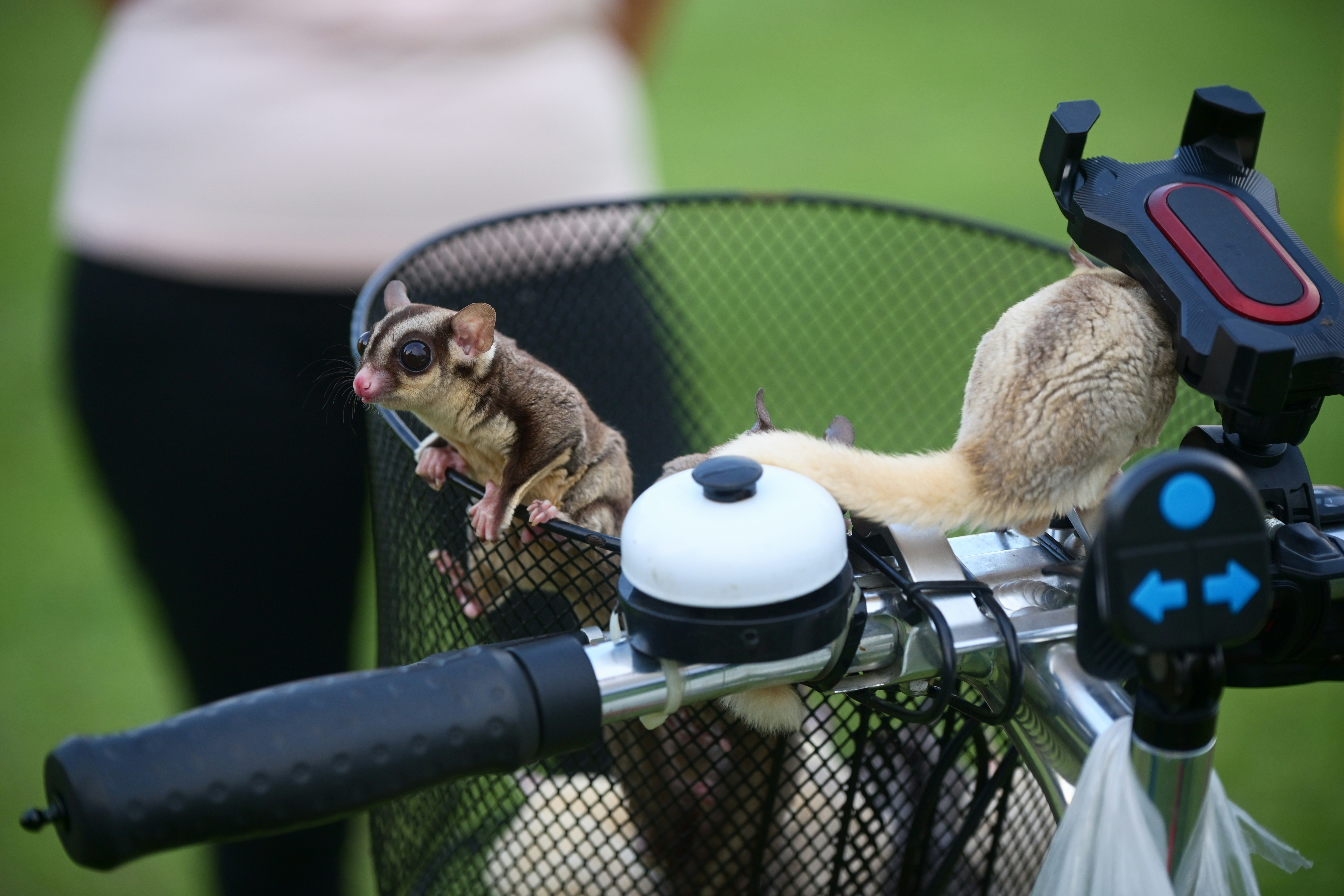 Squirrel Surprises: A mischievous visitor in the bike basket