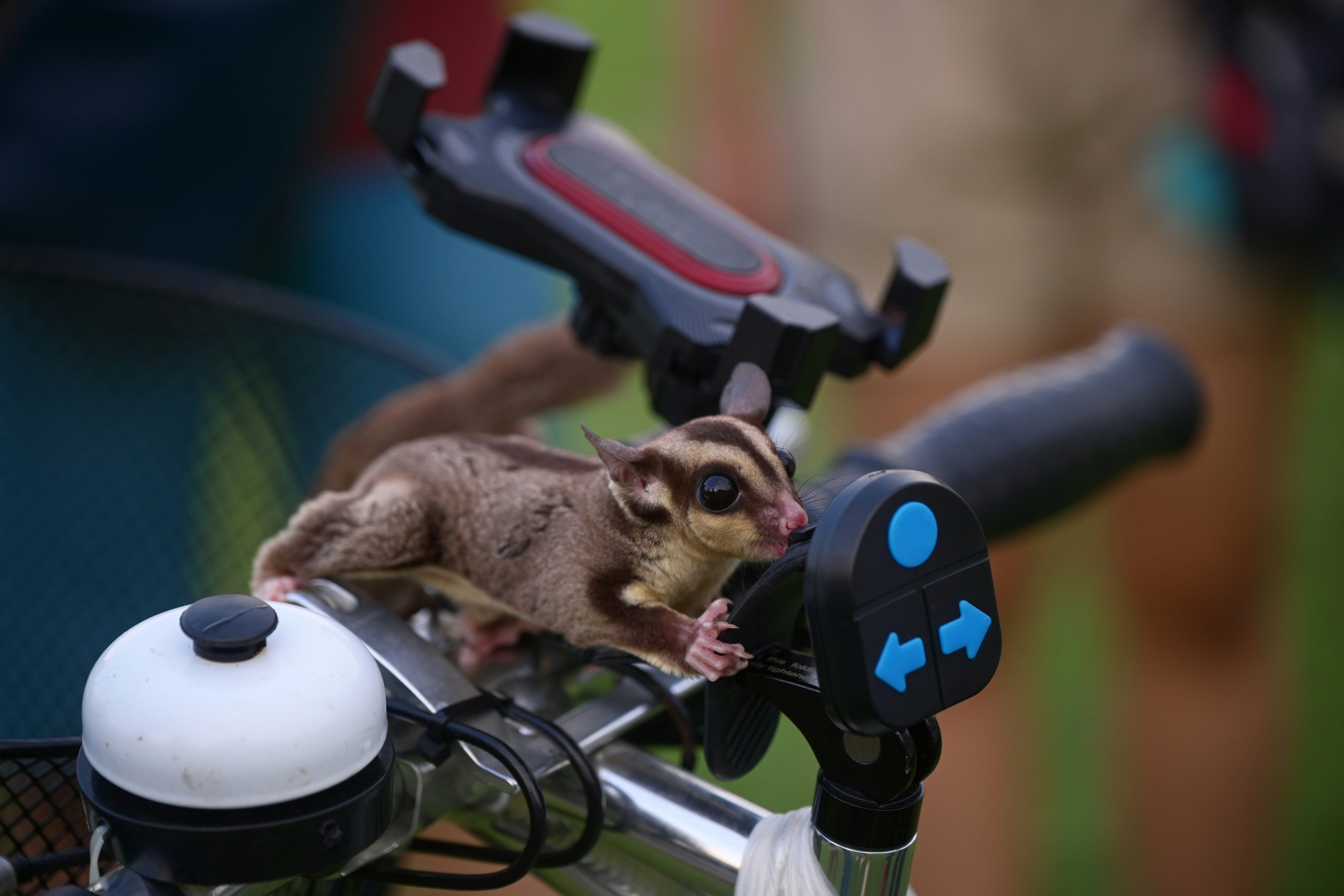 Squirrel Co-pilot: Curious Critter Surfs the Bicycle Handlebar