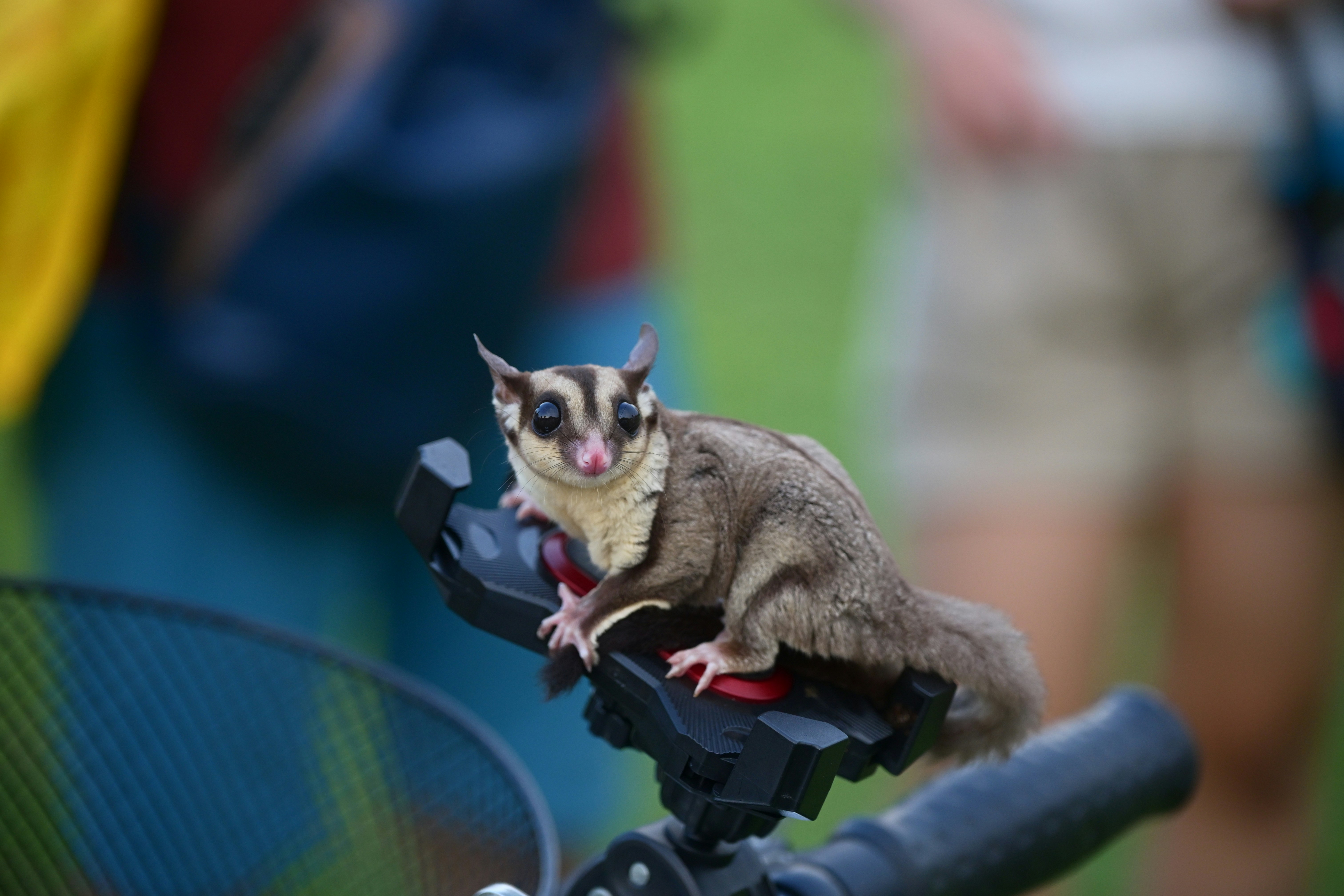 Squirrel on a Bike Mount: Curious Glance on a Morning Ride
