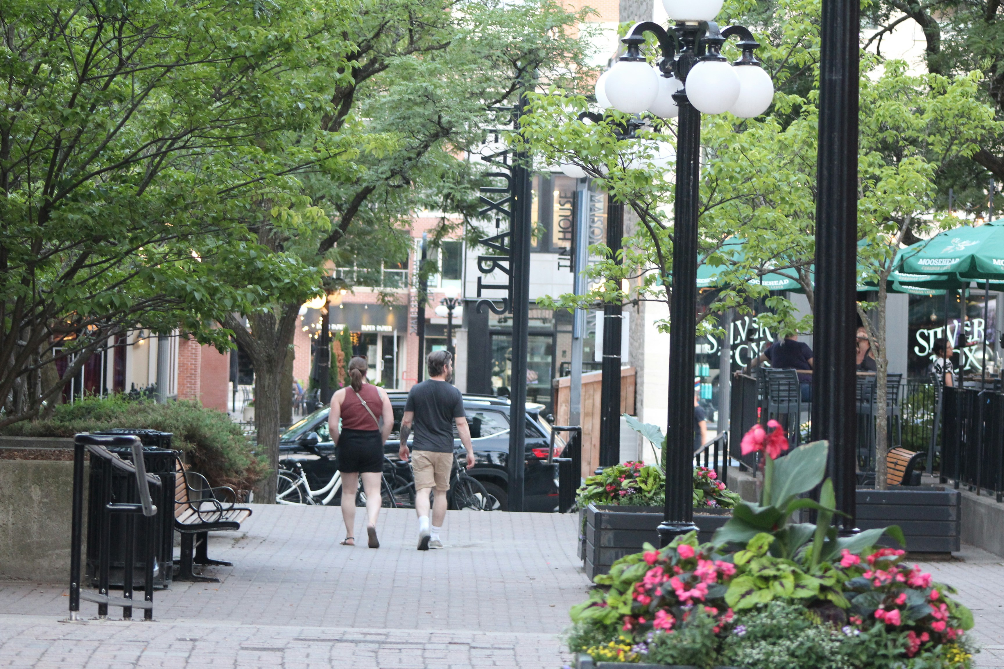 A Quiet City Stroll Under Green Canopies
