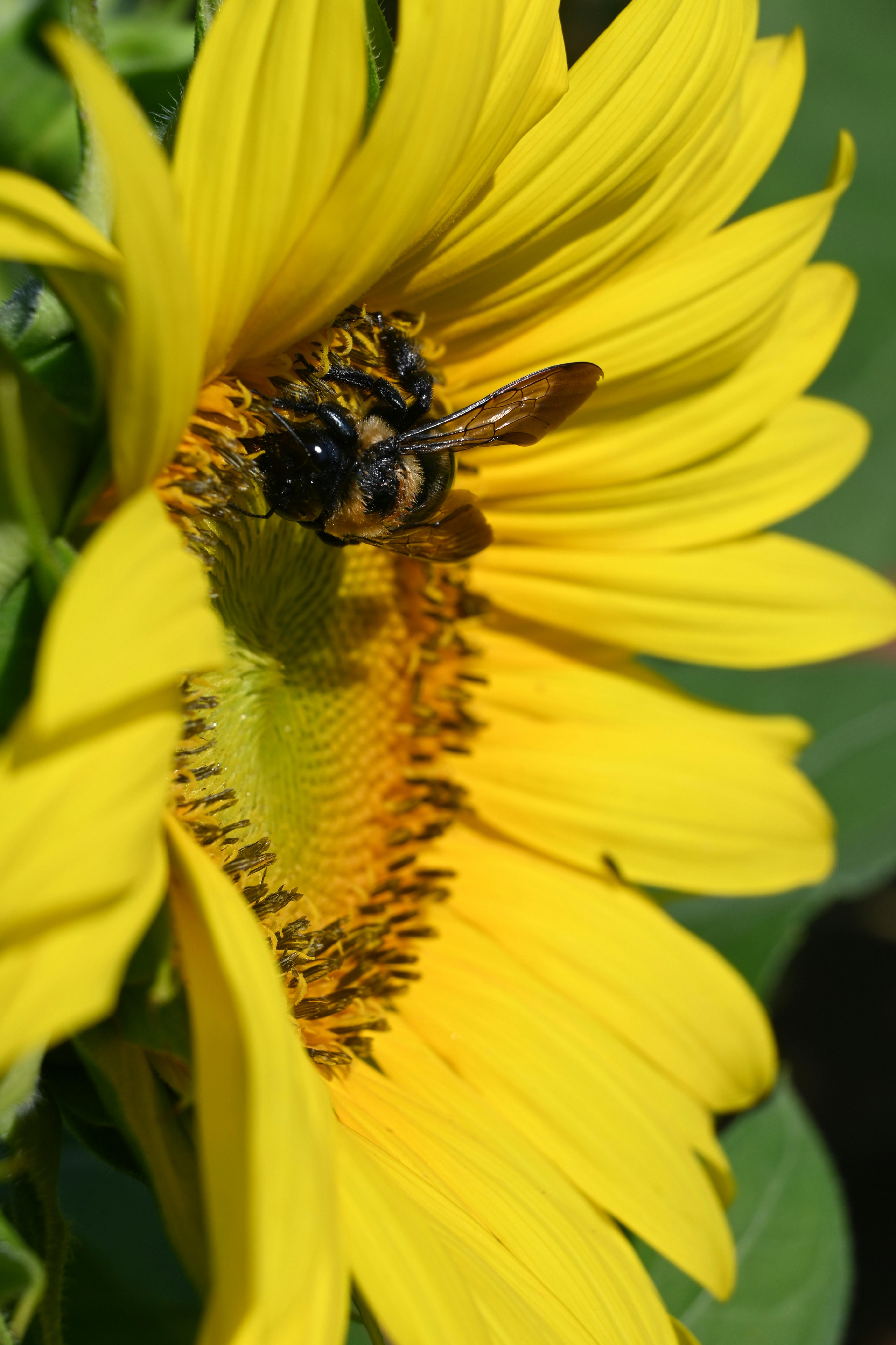 Bee on a Sunlit Face: A Close-Up of Yellow Petals