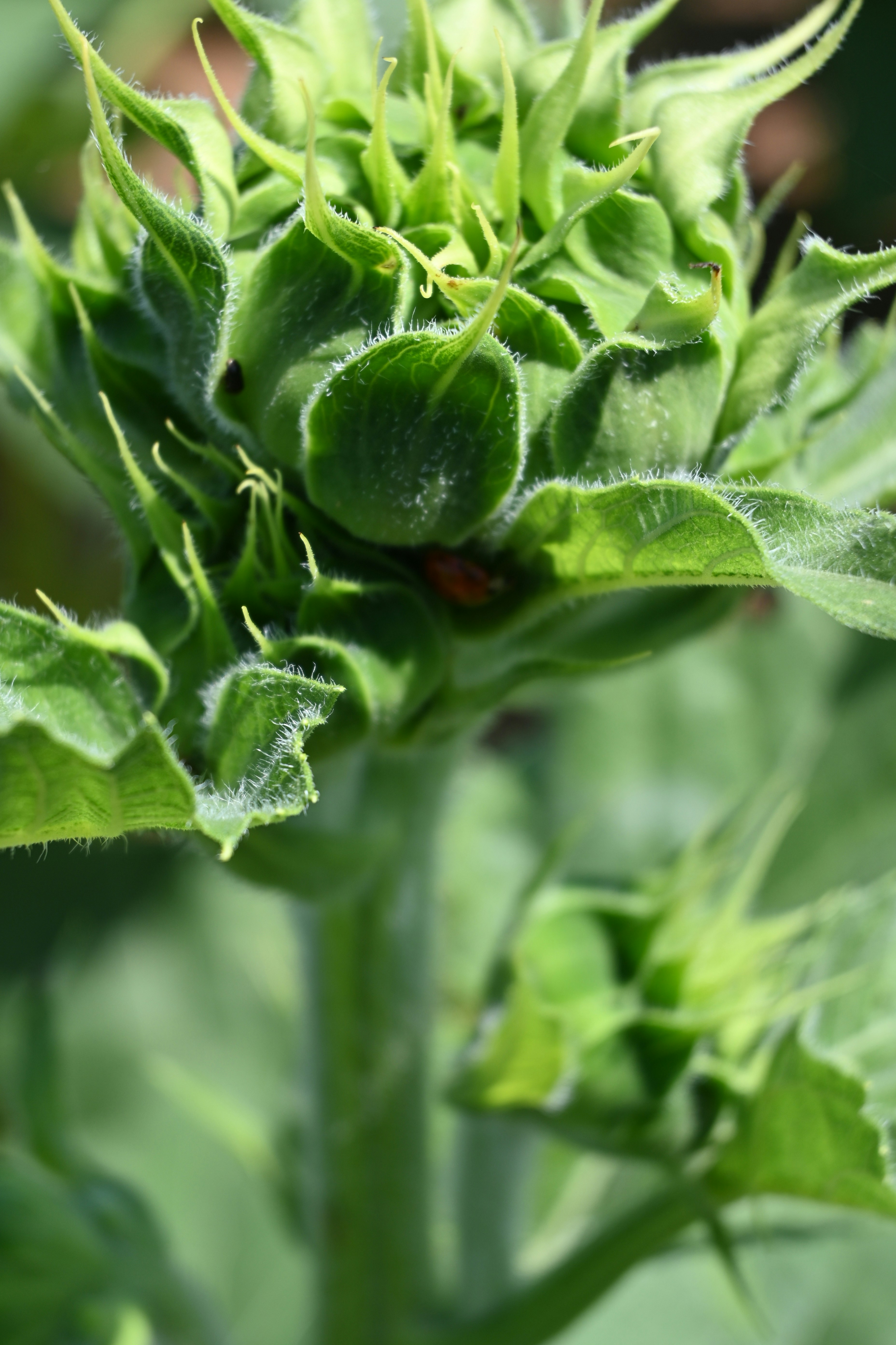 Emerald Bud: Close‑up of a Budding Green Flora