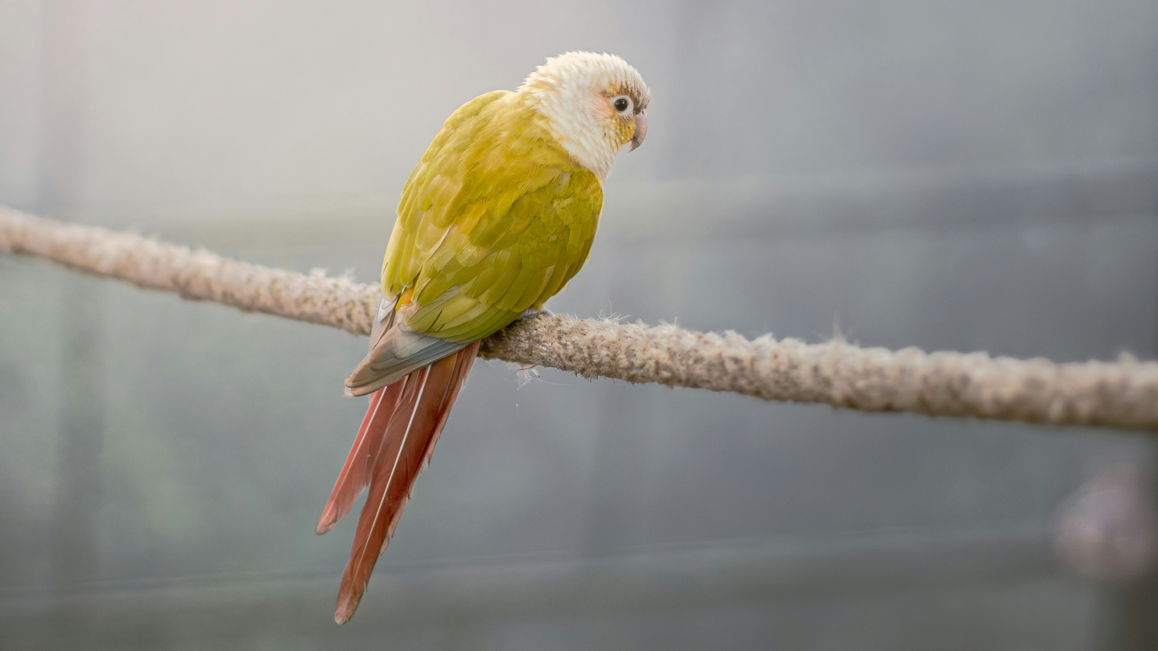 Bright yellow-green parakeet perched on a textured branch against a soft, blurred background. A calm, close-up study of the bird highlighting color and feather detail.