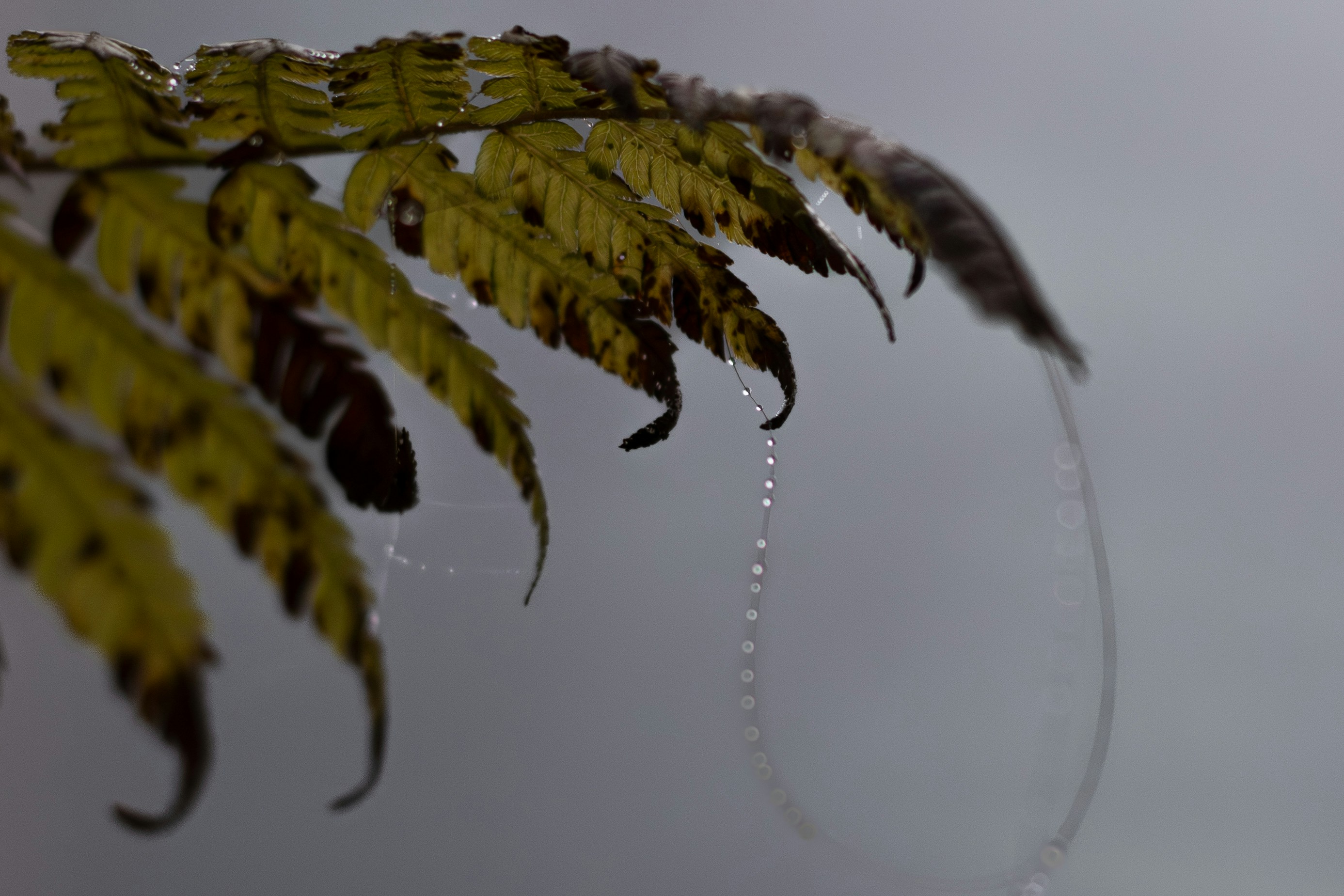 Droplets of Destiny: A Fern Frond Bejeweled by a Dew Arc