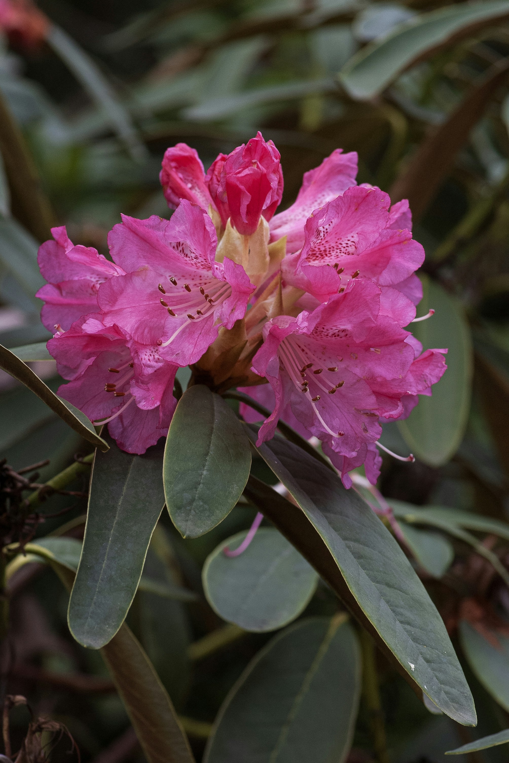 Pink Rhododendron Bloom Rising from Dark Green Foliage