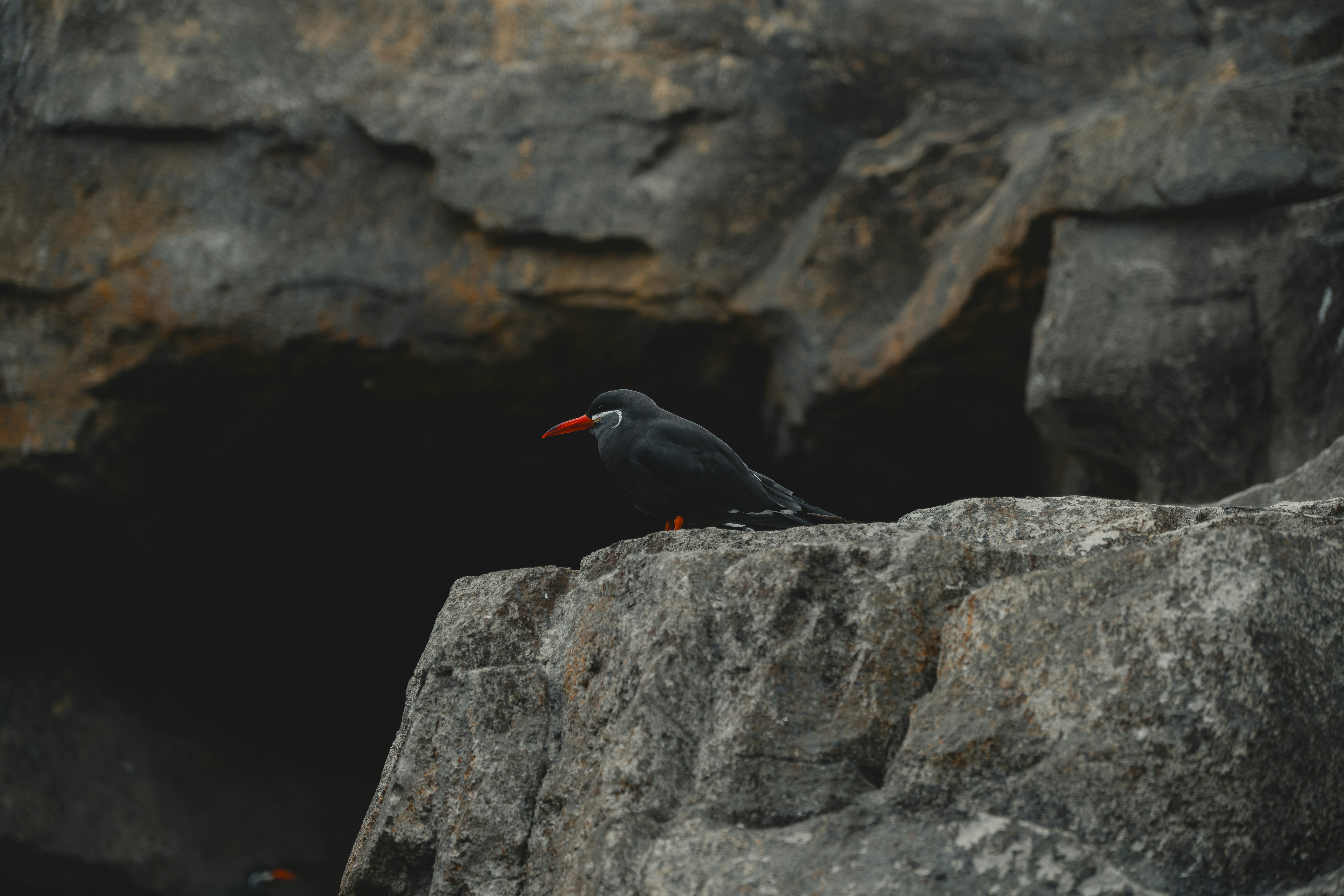 Rogue Wader Amid Cliffside Shadows