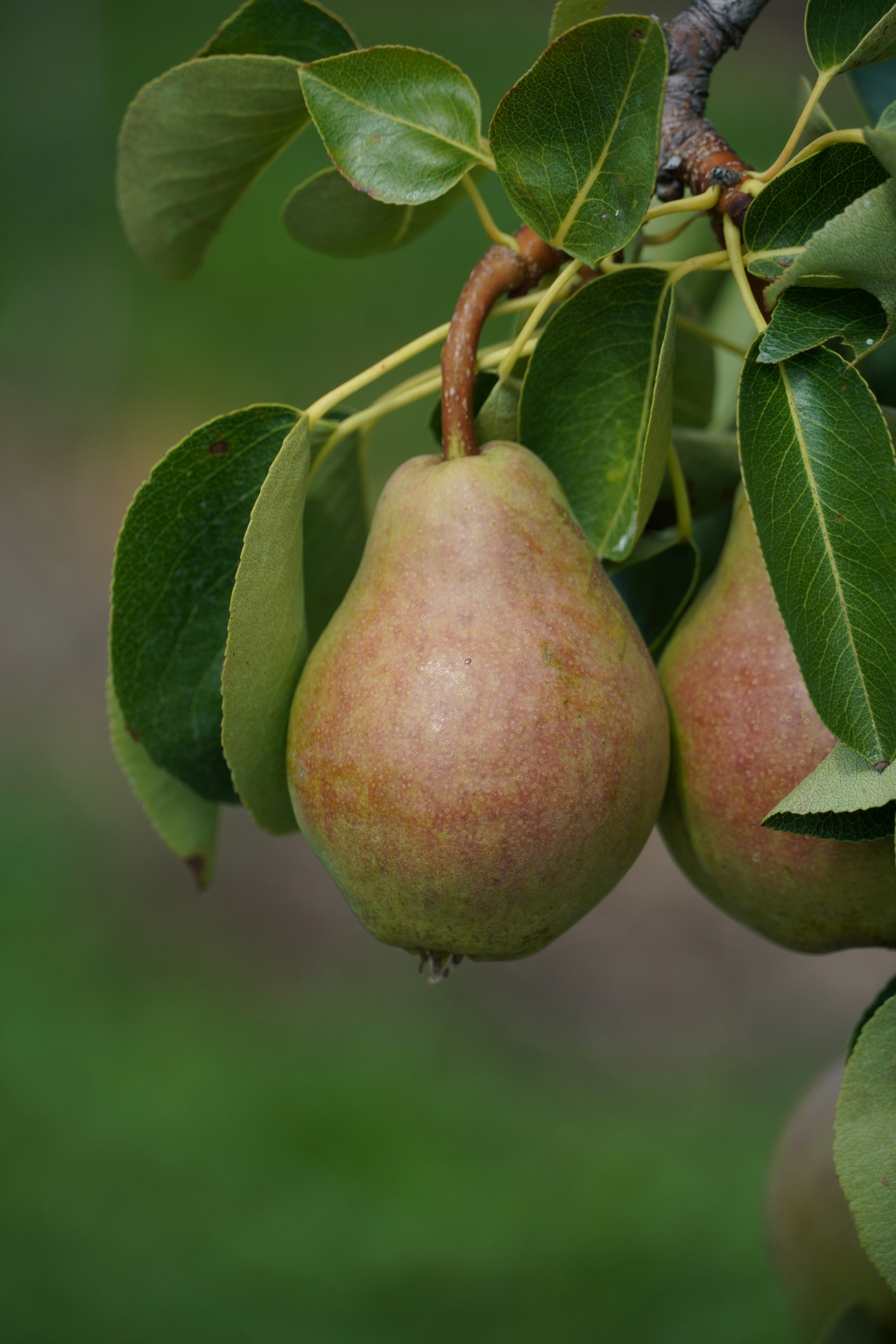Close-up of ripe pears hanging from a branch with glossy green leaves in soft, natural light. A calm, agricultural still life focused on fruit texture and color.