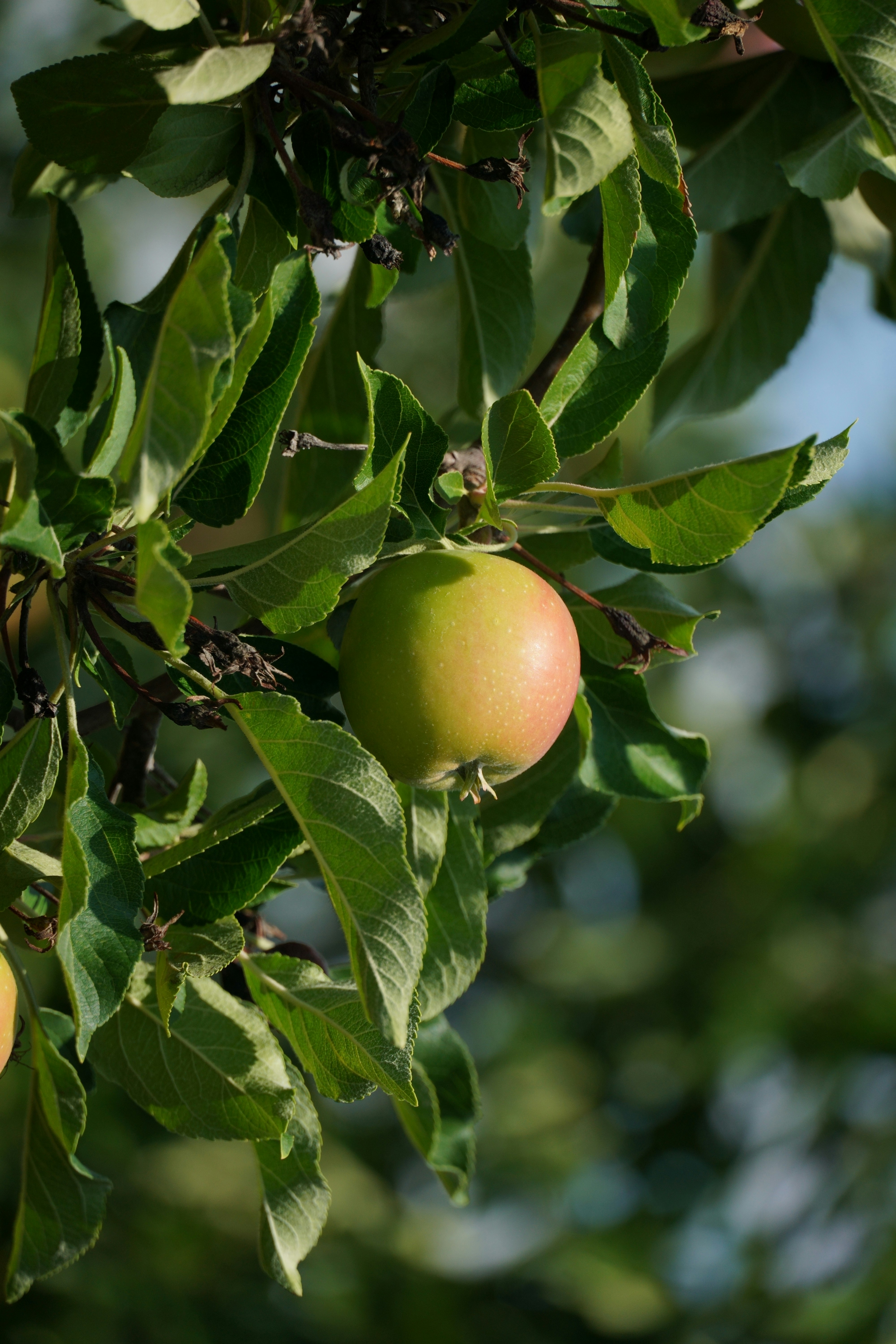 Sunlit Apple Among Glossy Leaves