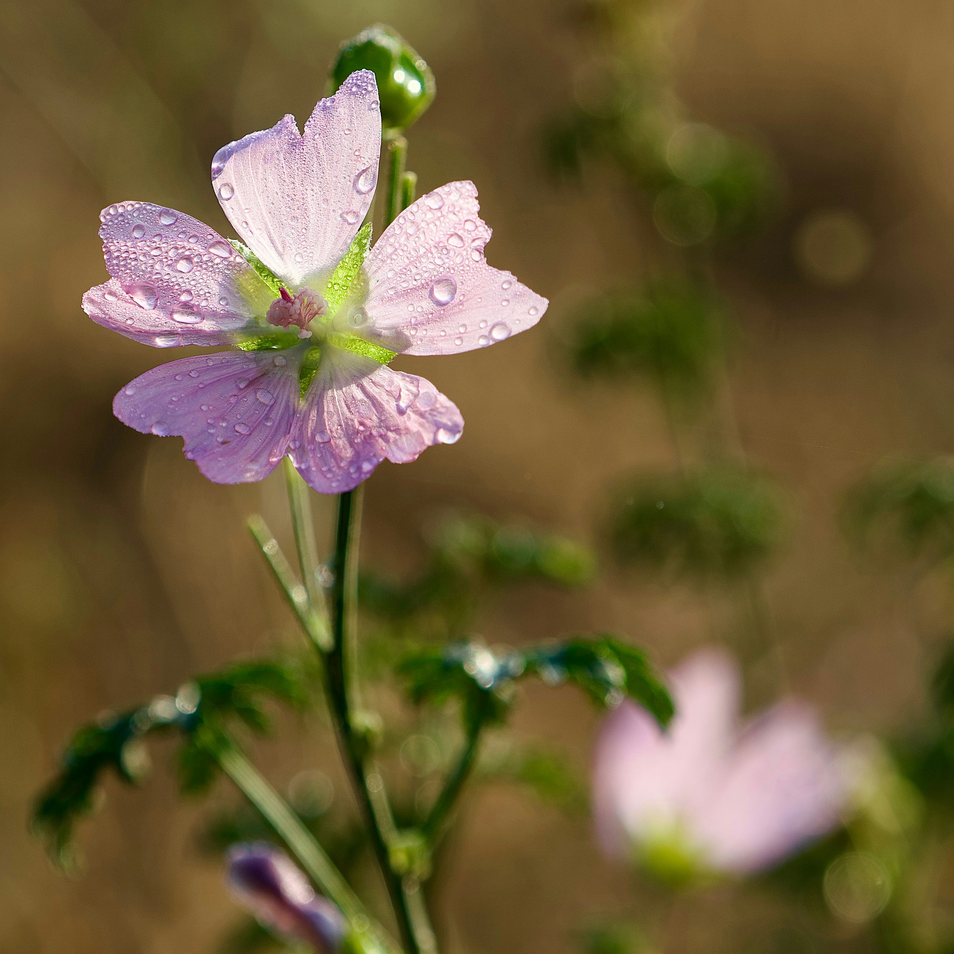 A single pink flower with droplets stands in sharp focus against a blurred natural background, highlighting delicate petals and water droplets. This is a photographic capture of a botanical subject.