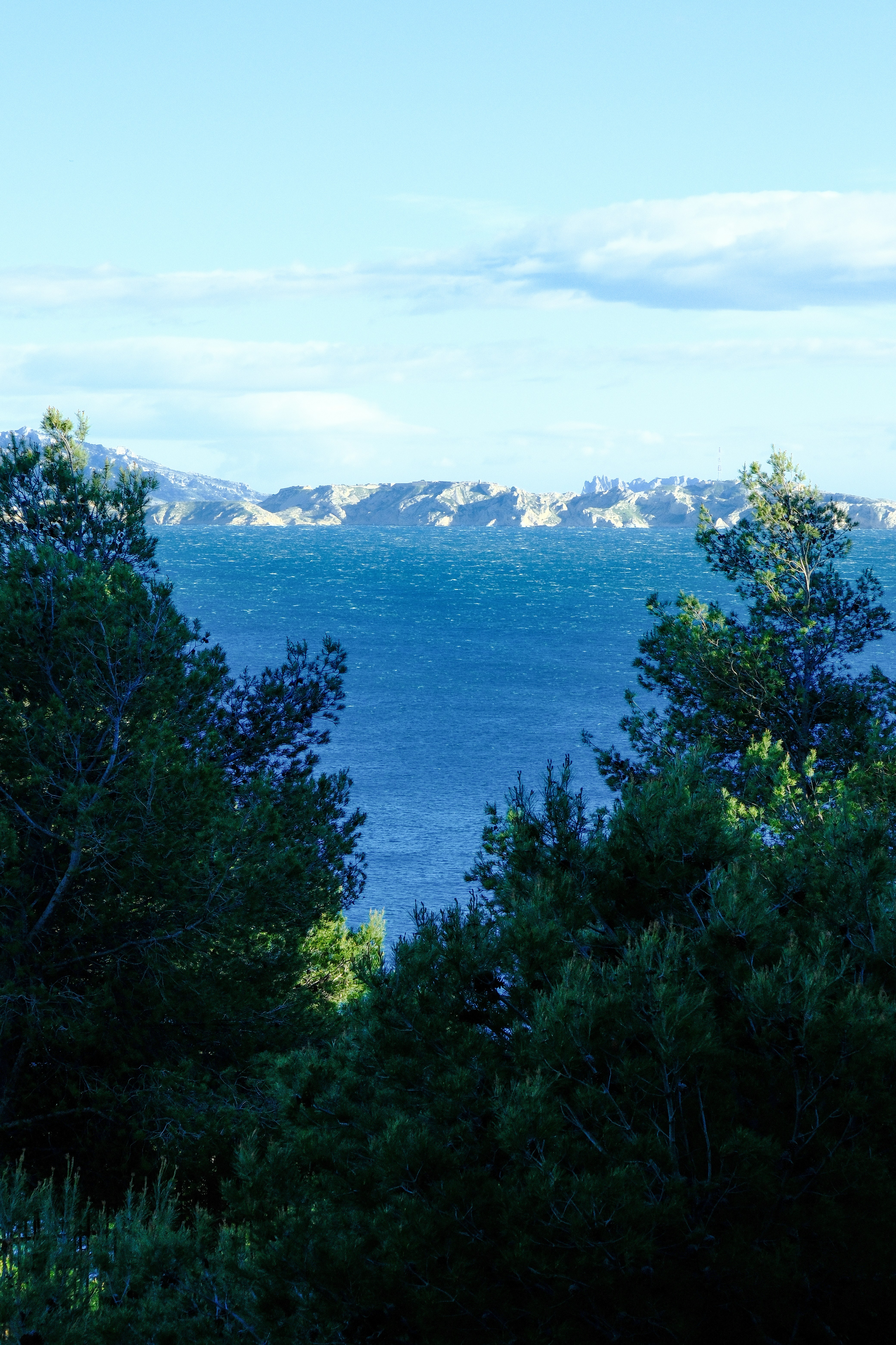Coastal Vista Framed by Evergreen Silhouettes
