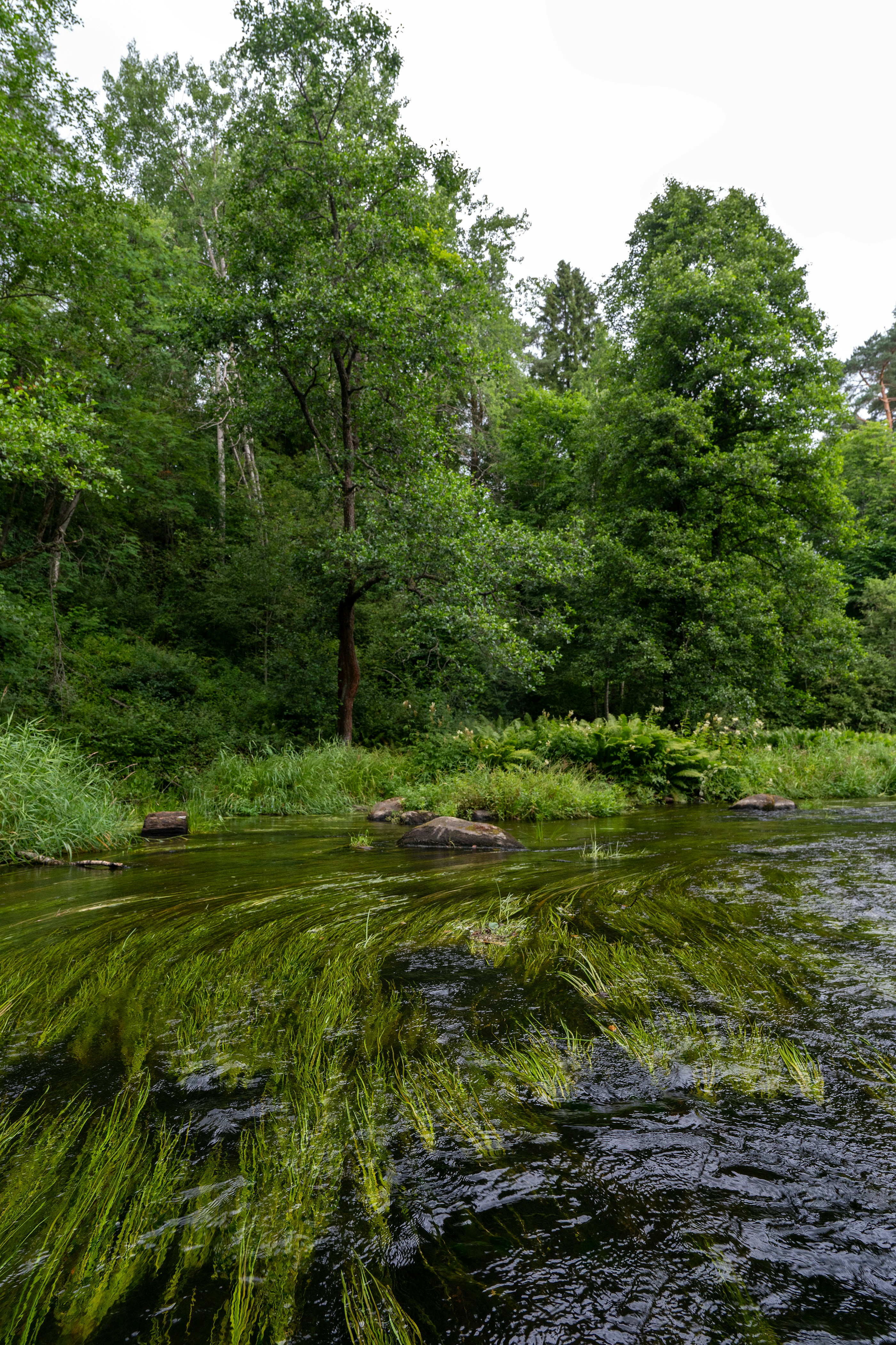 River Canopy in Motion: Green Threads Weaving Through Black Water