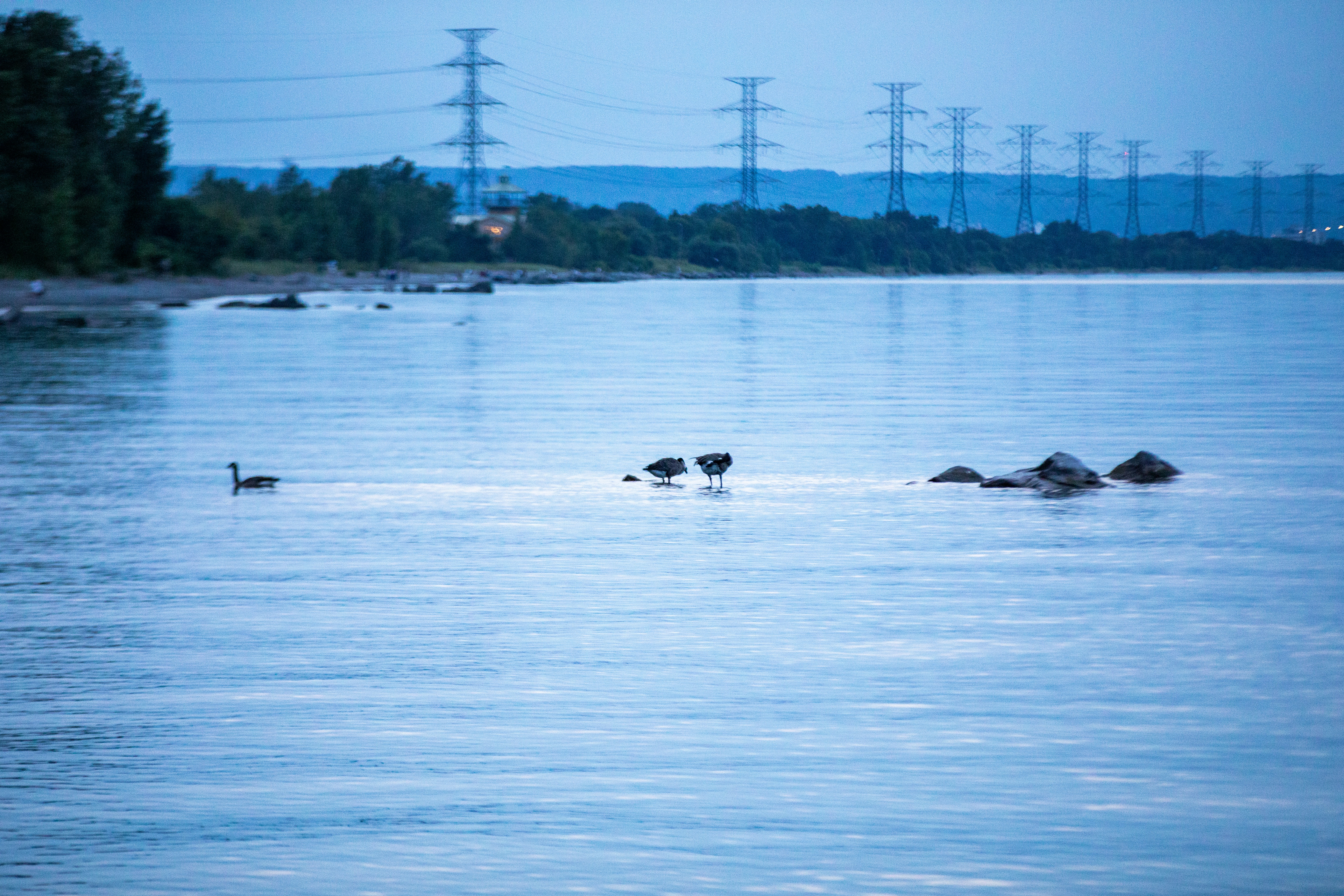 Distant River Crew: Birds on Calm Blue Water