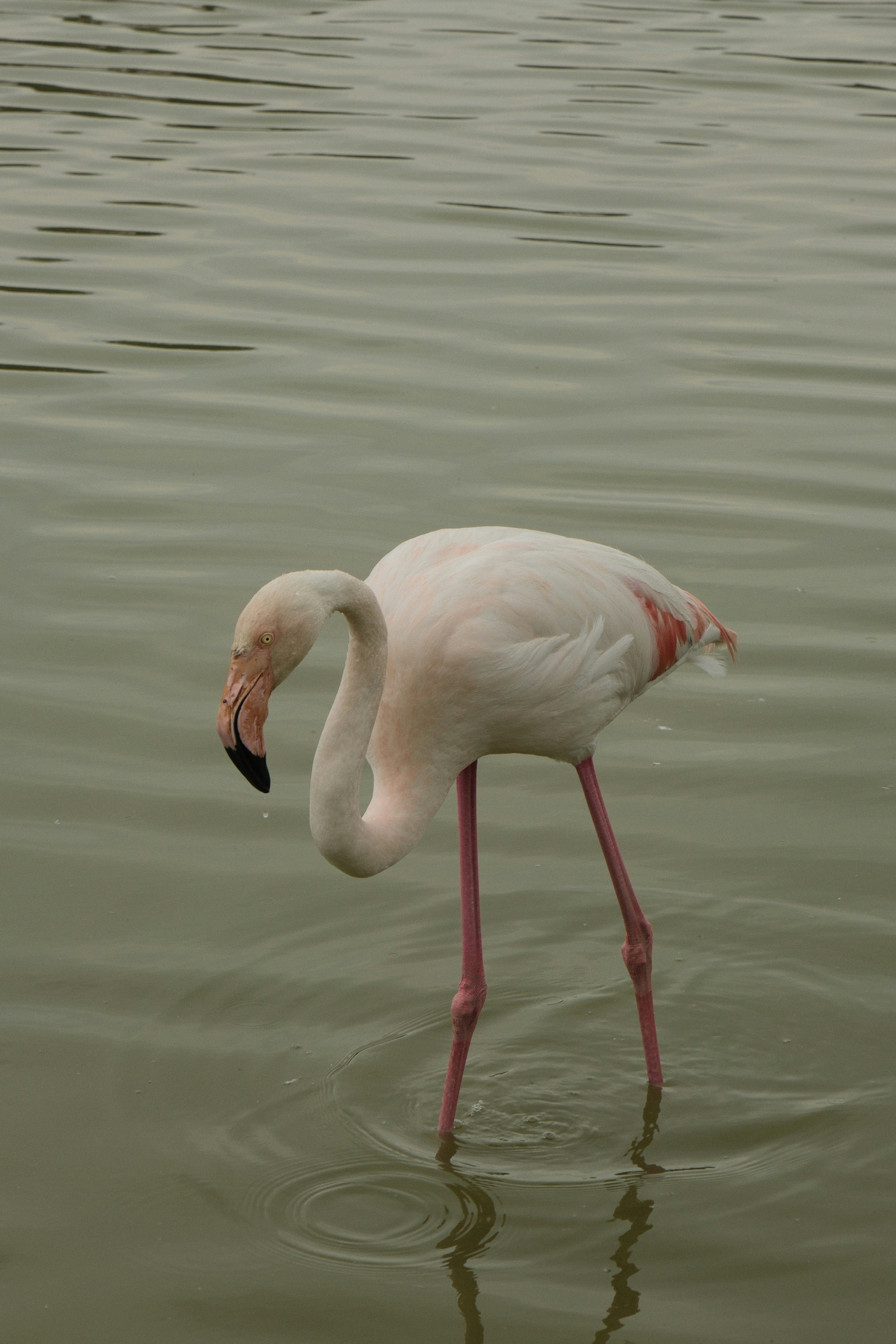 Curved Neck, Still Waters: A Flamingo in Gentle Ripples