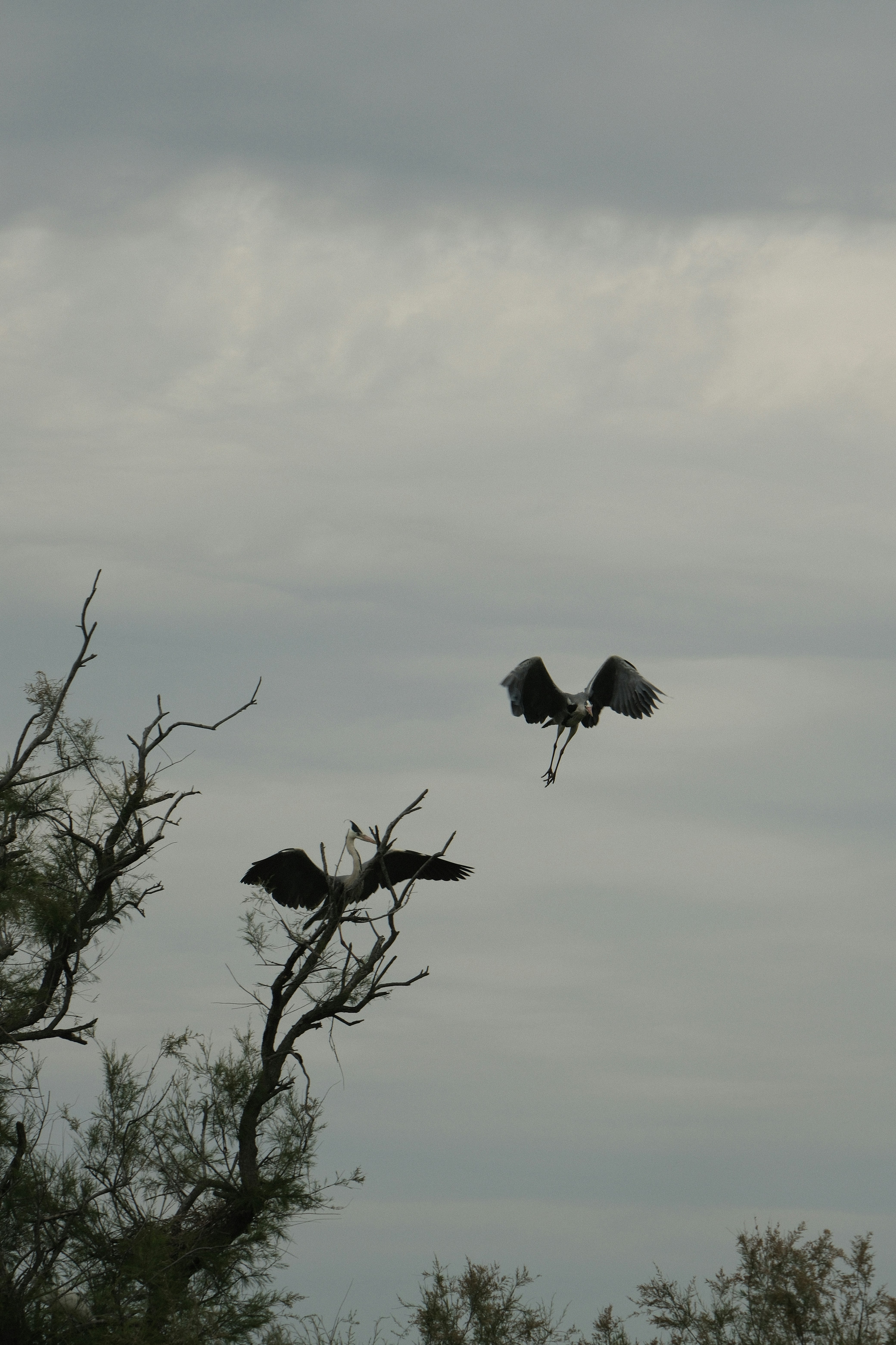Aerial Landing: Raptors in a Gnarled Tree and Open Sky