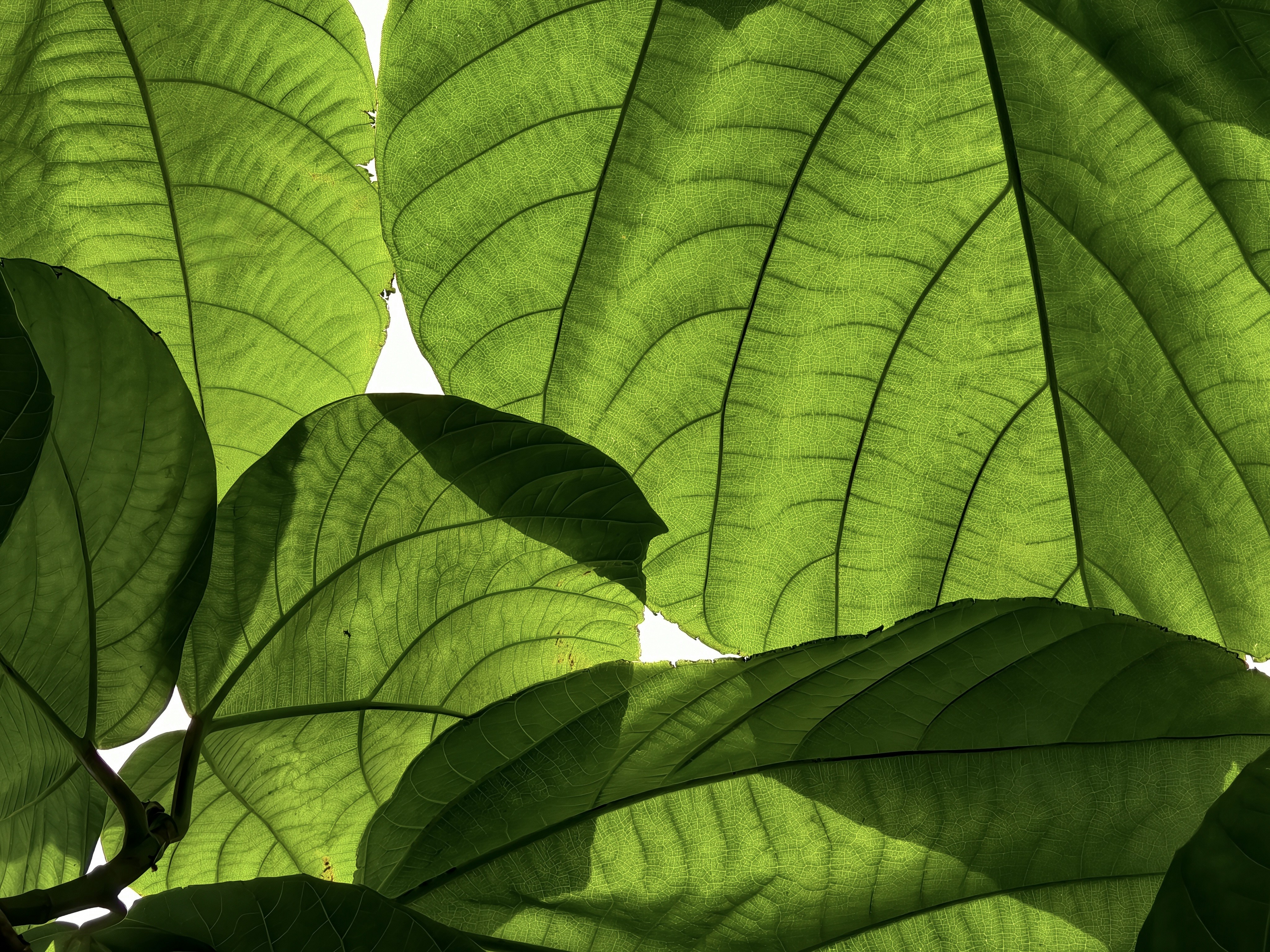 Sunlit Veins: A Close-Up of Fresh Green Leaf Structures